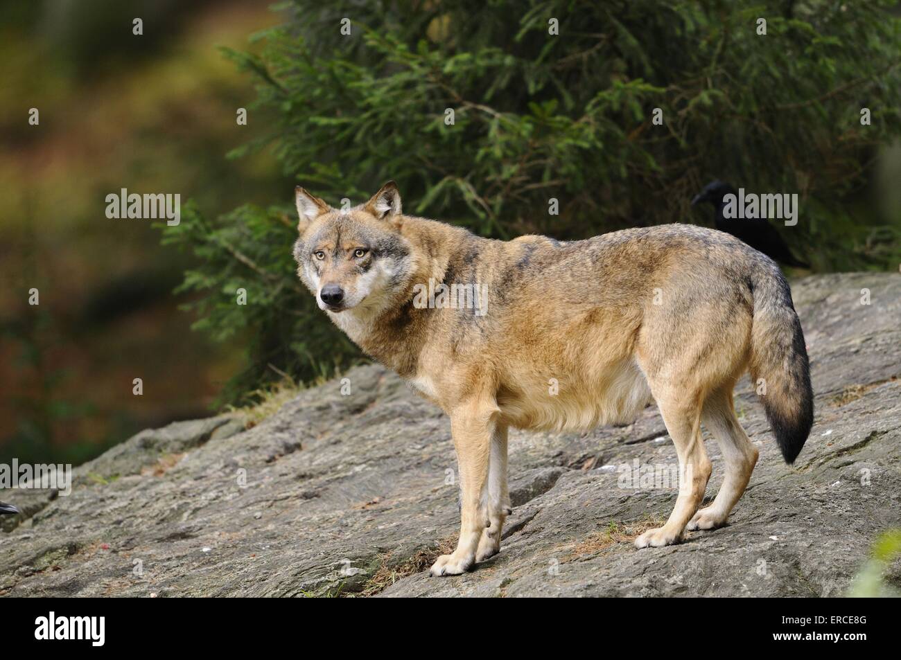 Greywolf hi-res stock photography and images - Alamy