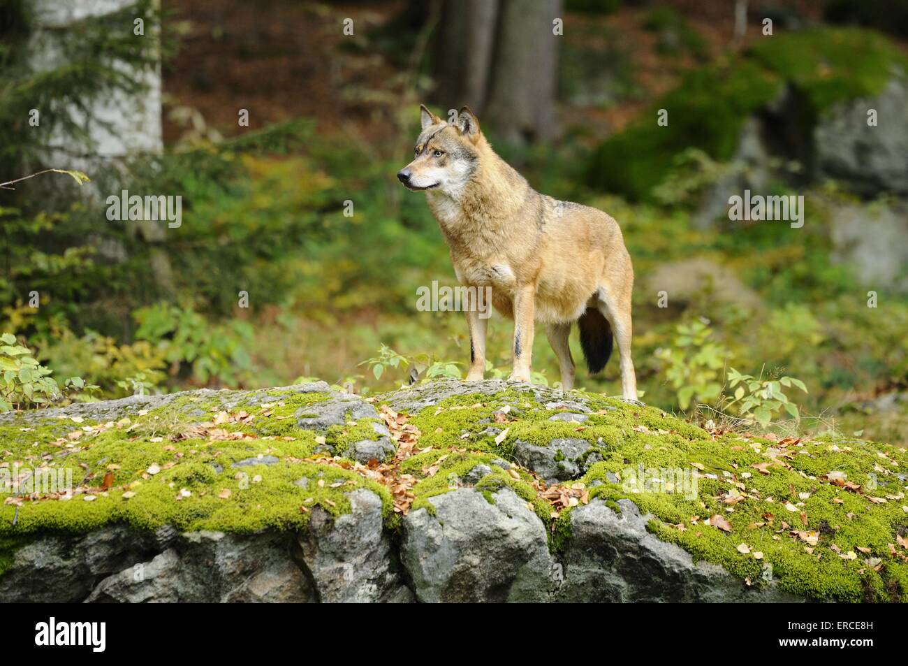 Greywolf greywolves hi-res stock photography and images - Alamy