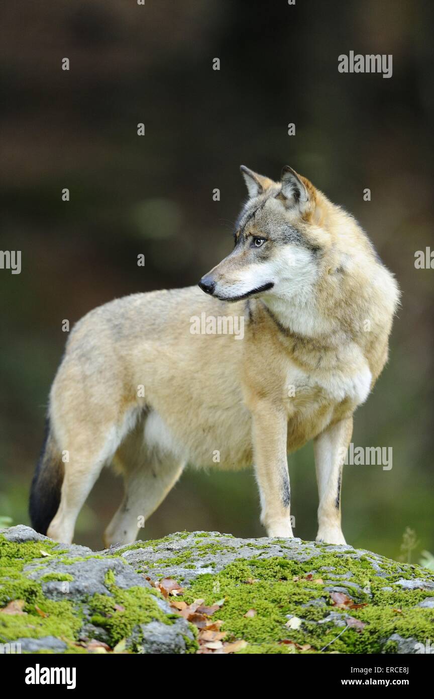 Greywolf greywolves hi-res stock photography and images - Alamy