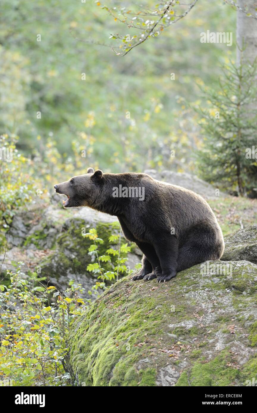 Side view of brown bear hi-res stock photography and images - Alamy