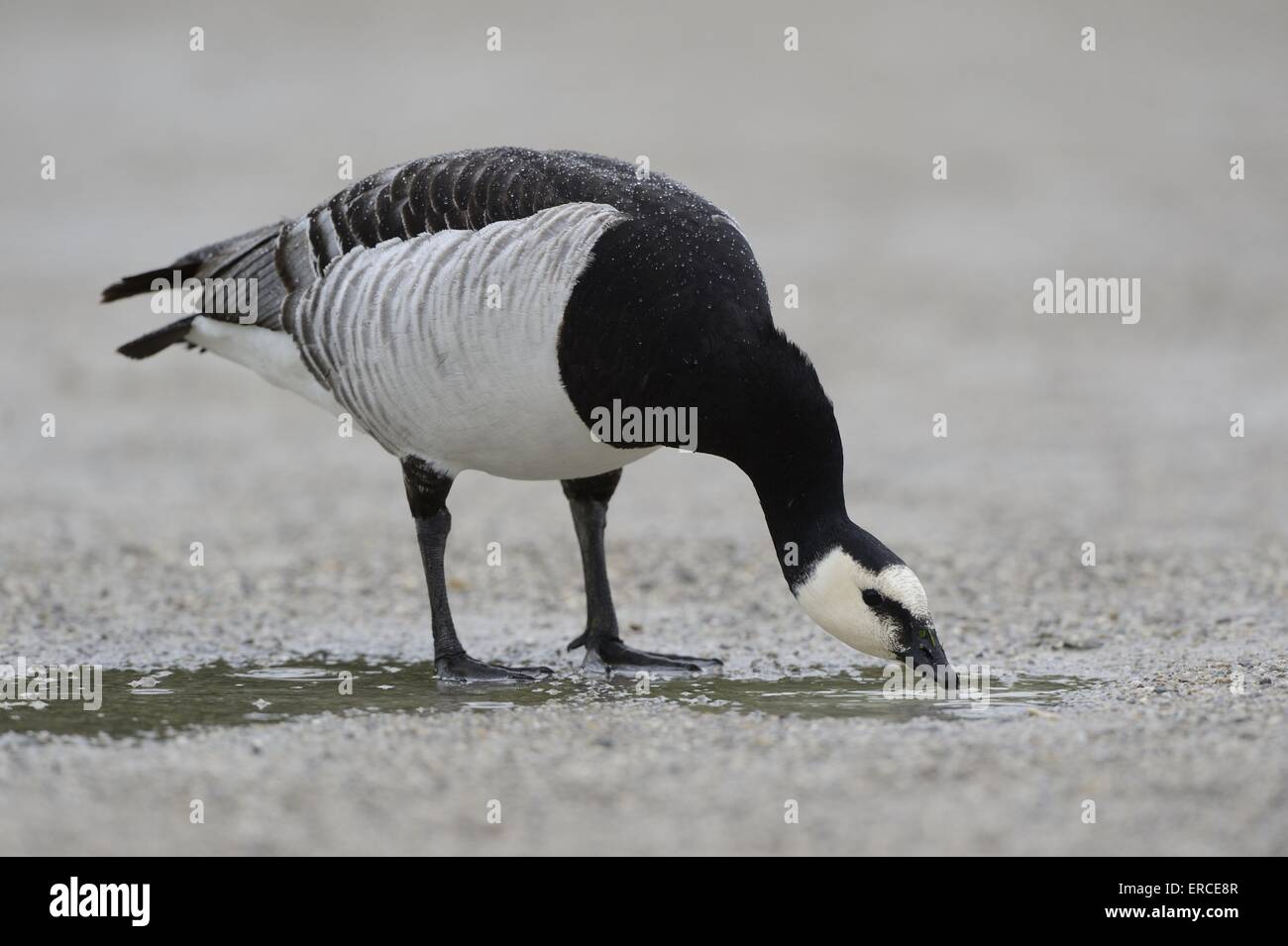 Wet goose hi-res stock photography and images - Alamy