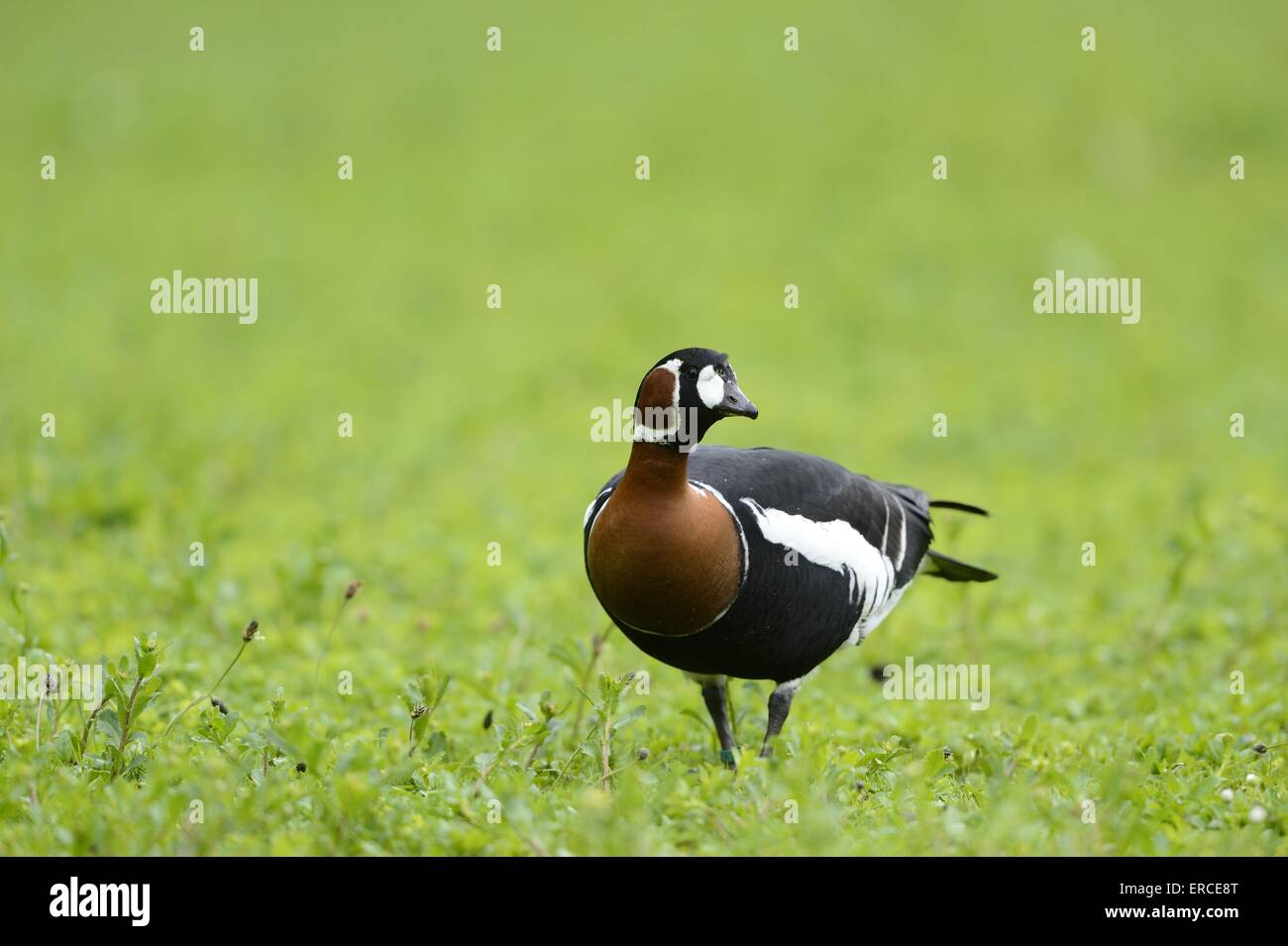 Red goose hi-res stock photography and images - Alamy