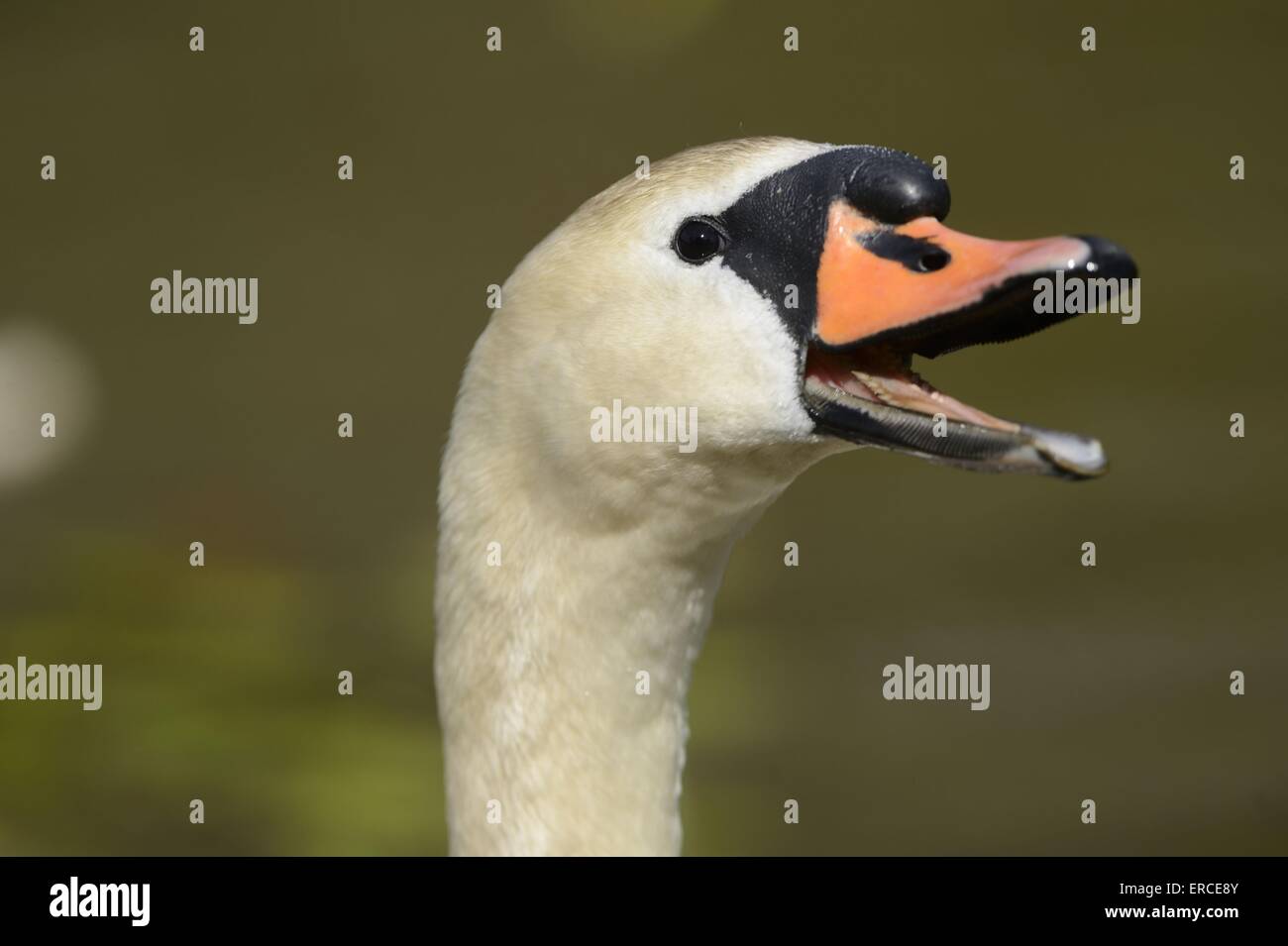 Swan beaks hi-res stock photography and images - Alamy
