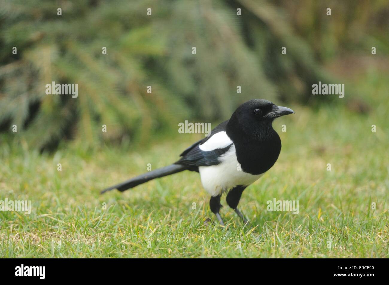 Madge hi-res stock photography and images - Alamy