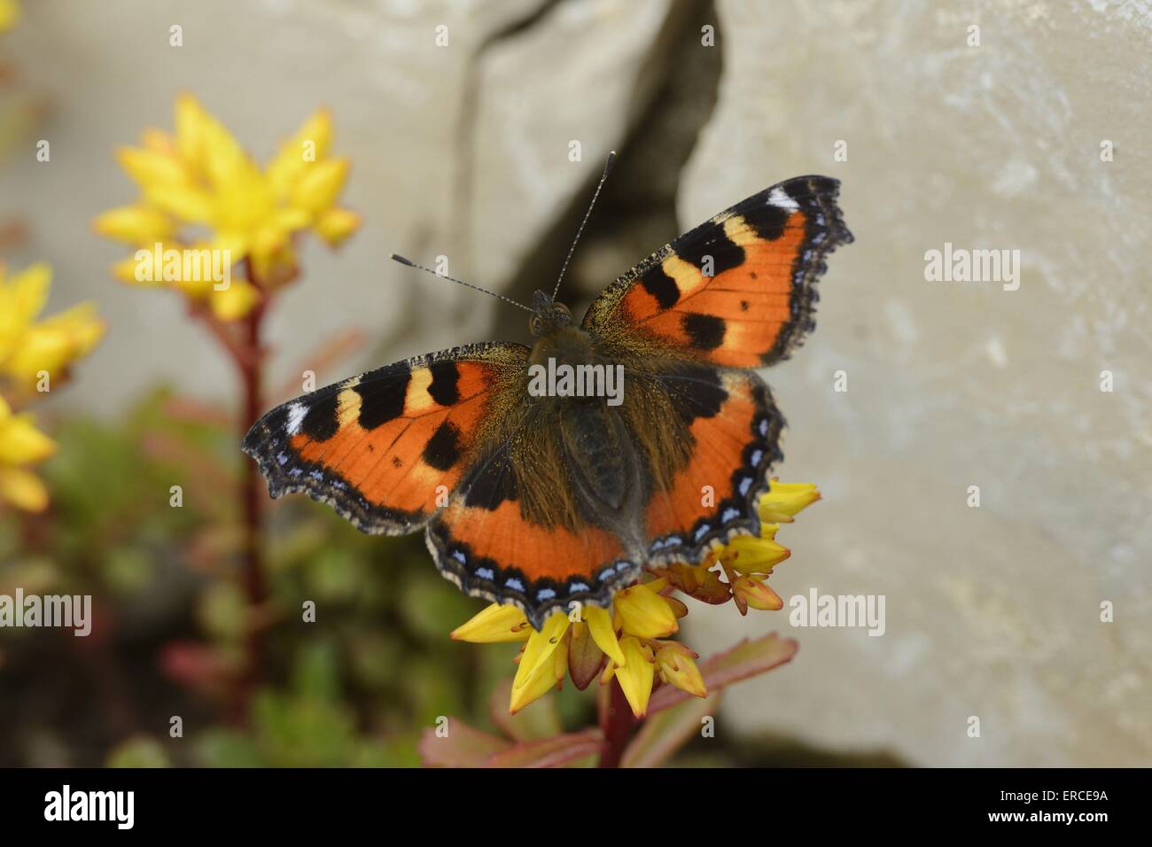 Tortoiseshell butterfly hi-res stock photography and images - Alamy
