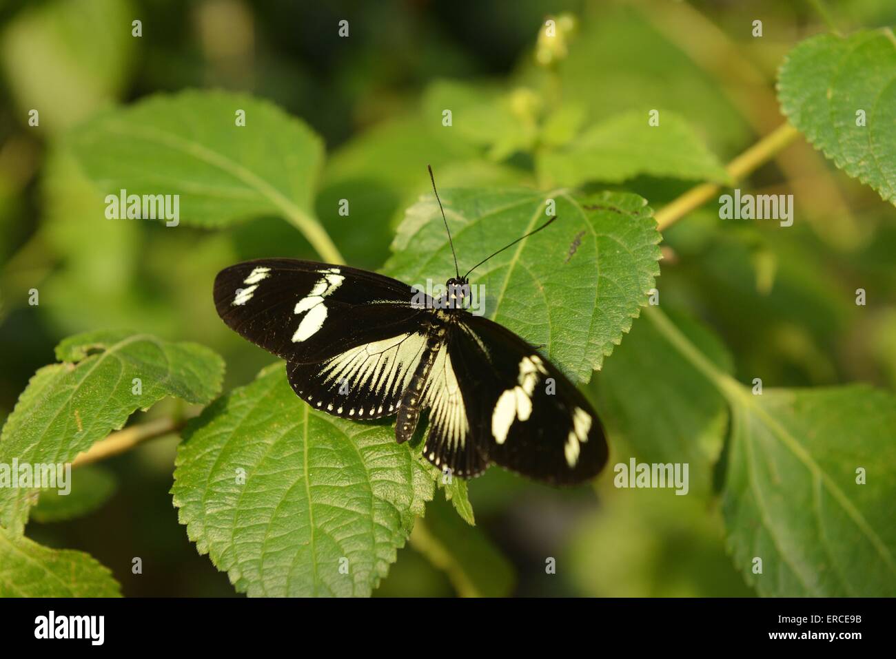 Longwing hi-res stock photography and images - Alamy