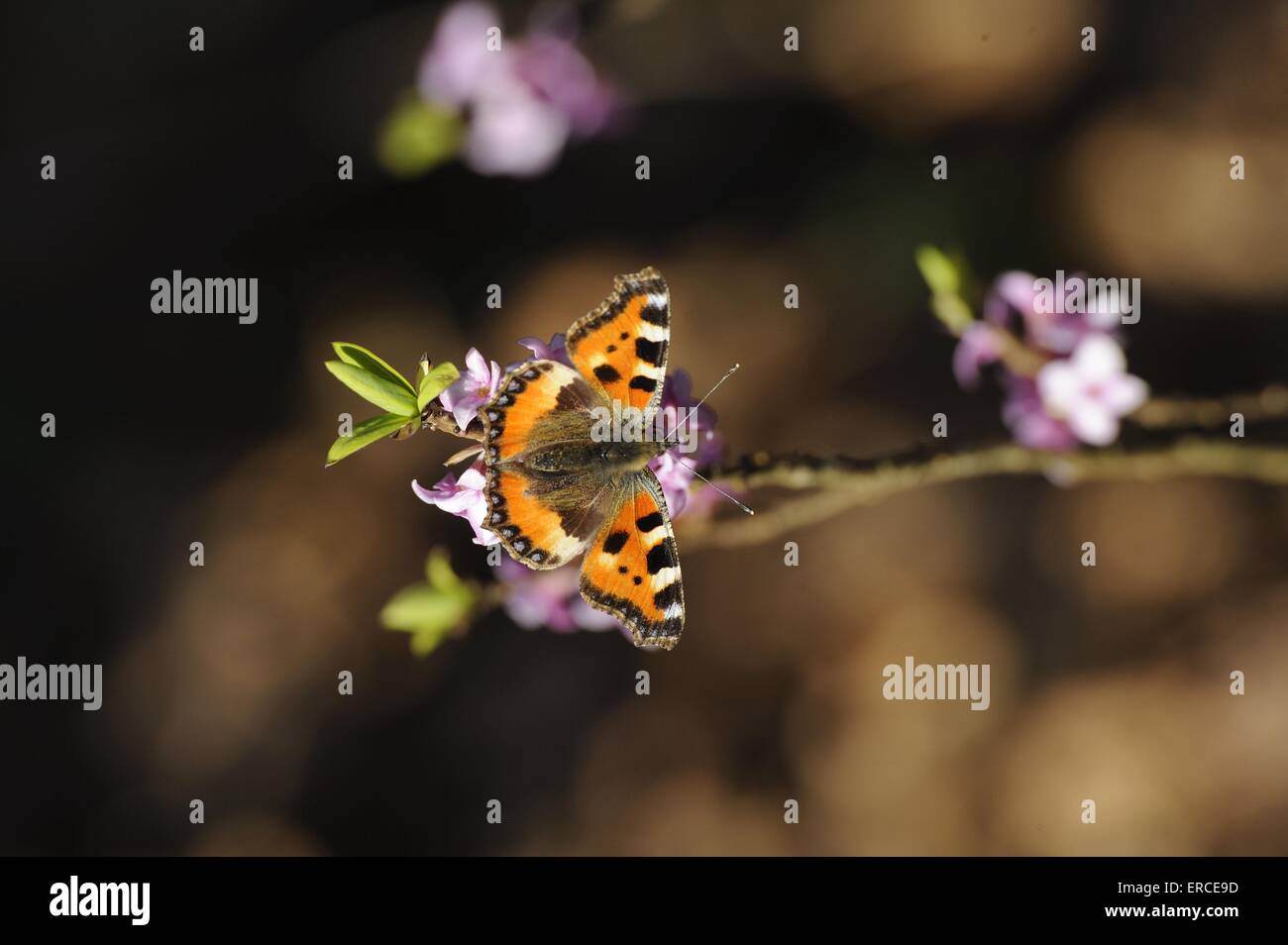 small tortoiseshell butterfly Stock Photo - Alamy