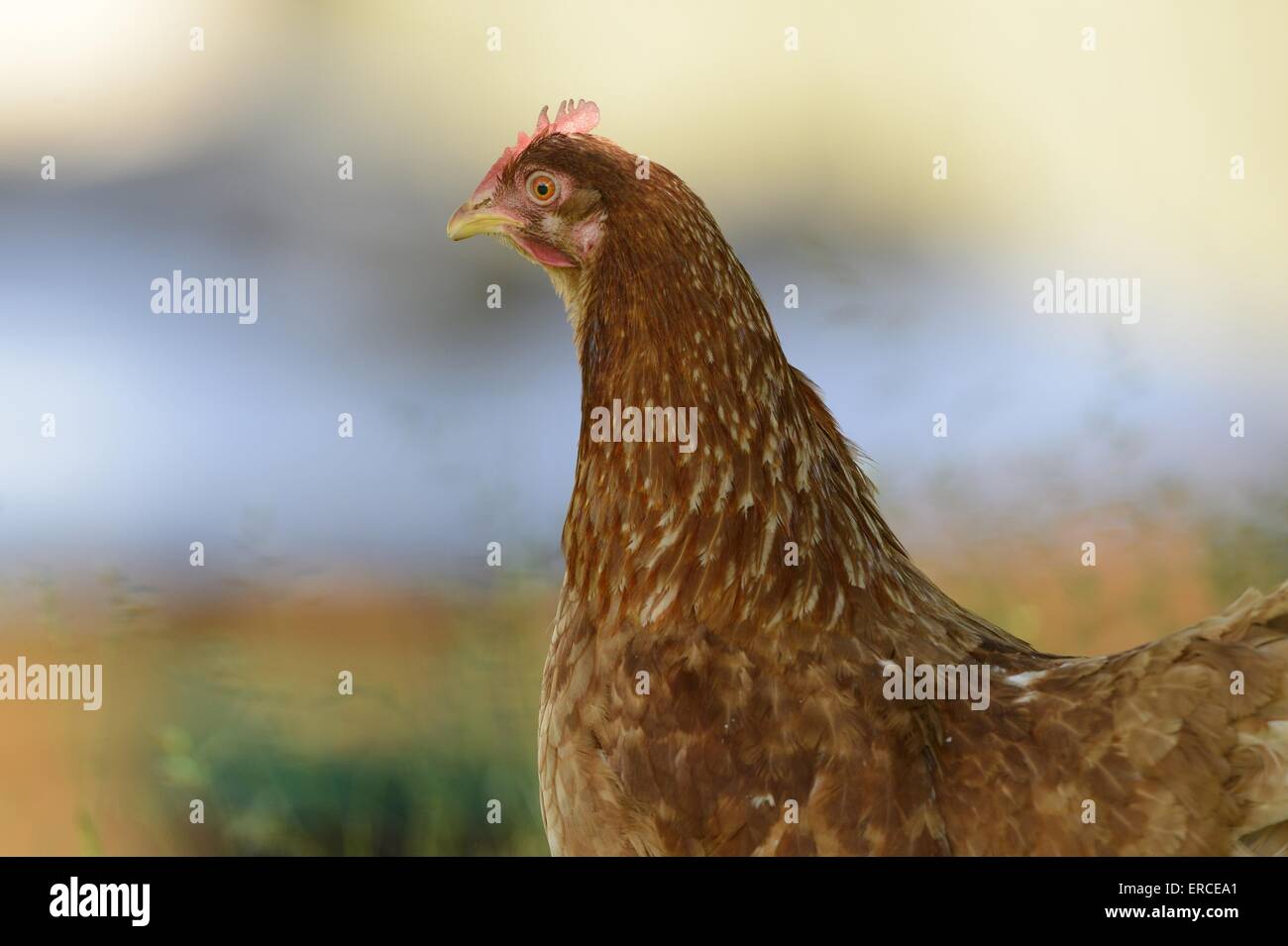 Chicken heads hi-res stock photography and images - Alamy