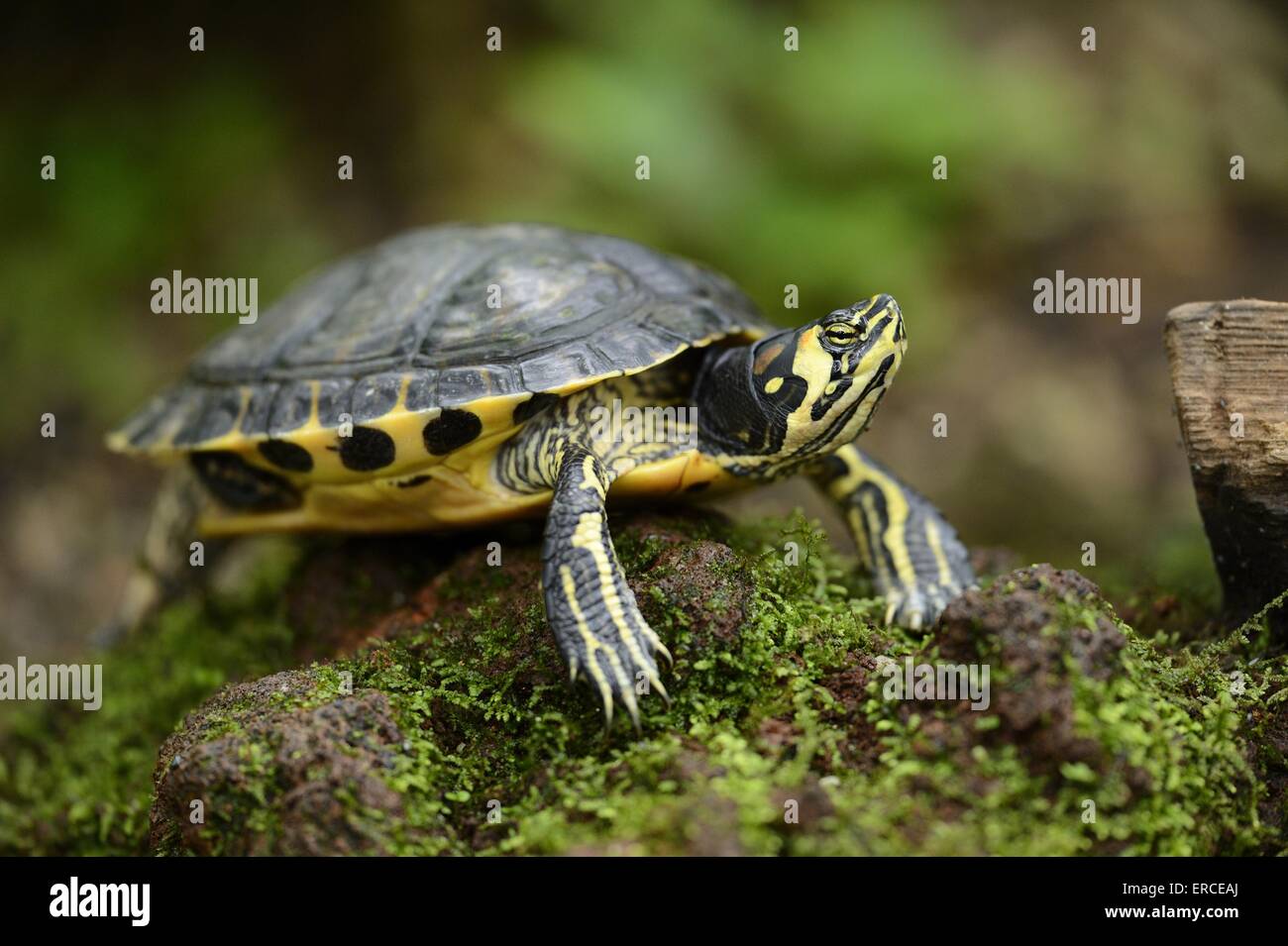 Red eared sliders turtle hi-res stock photography and images - Alamy