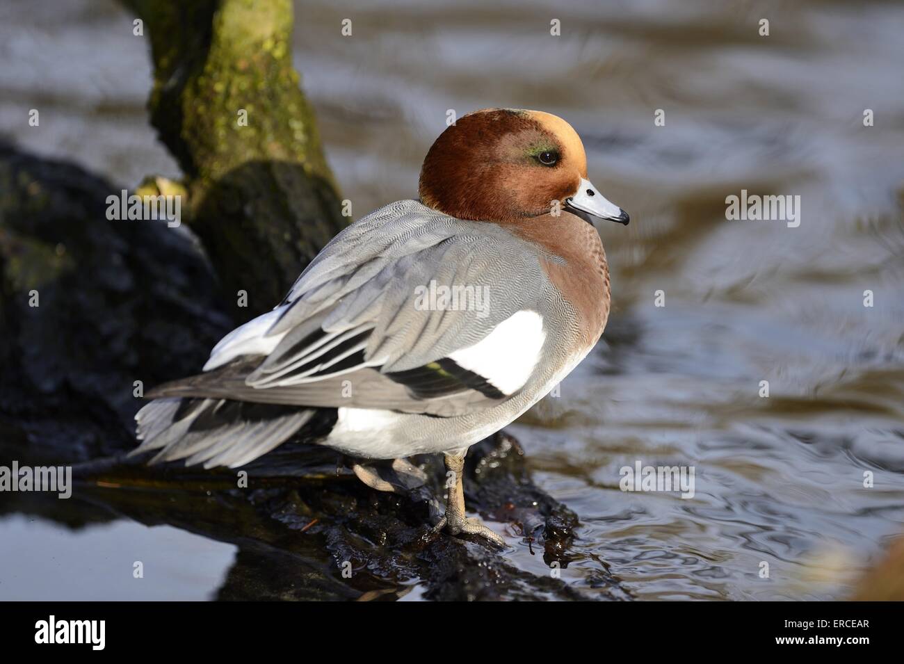 Widgeon hi-res stock photography and images - Alamy
