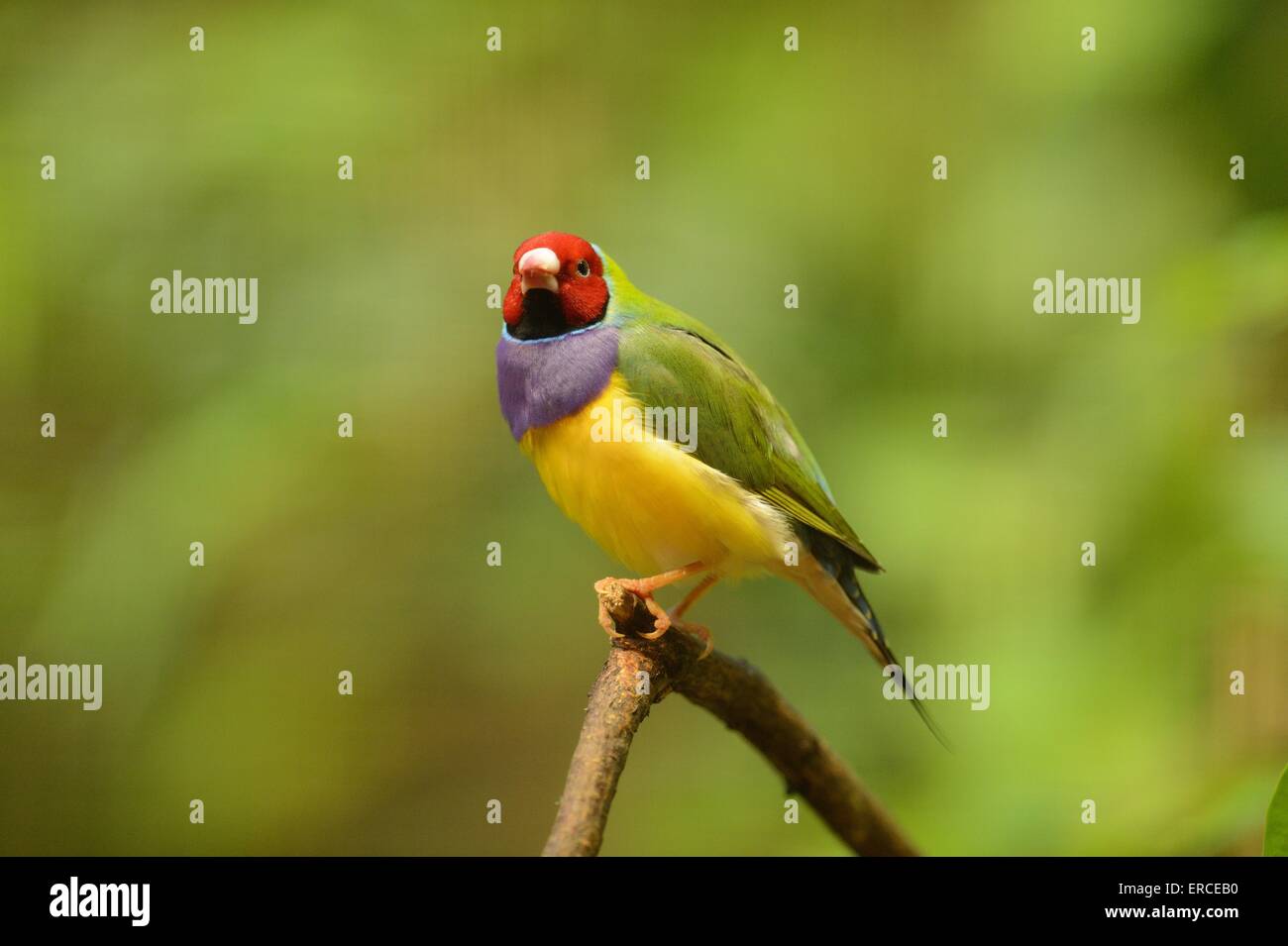 Gouldian finch bird singing hi-res stock photography and images - Alamy