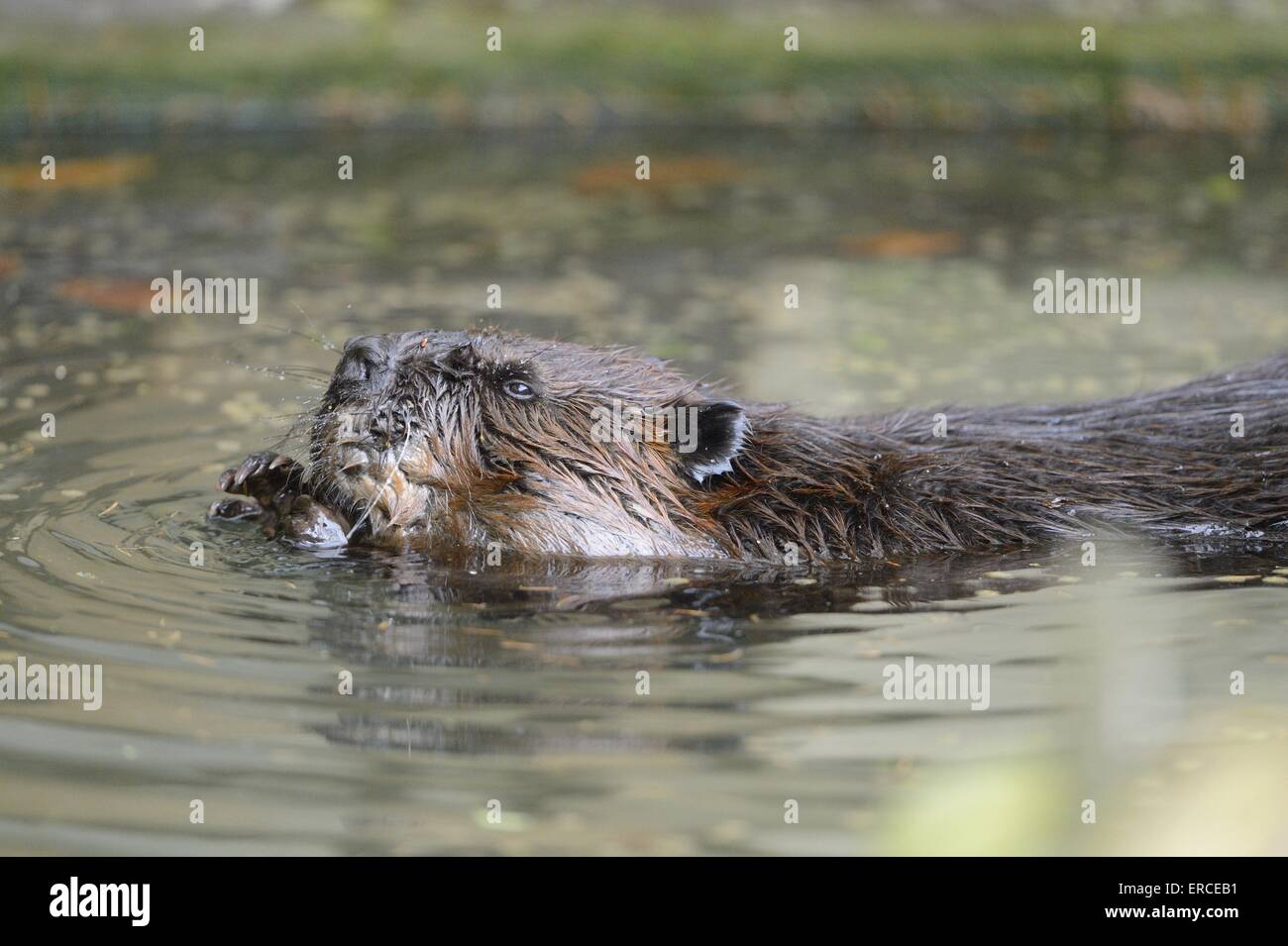 Canadian beavers hi-res stock photography and images - Alamy