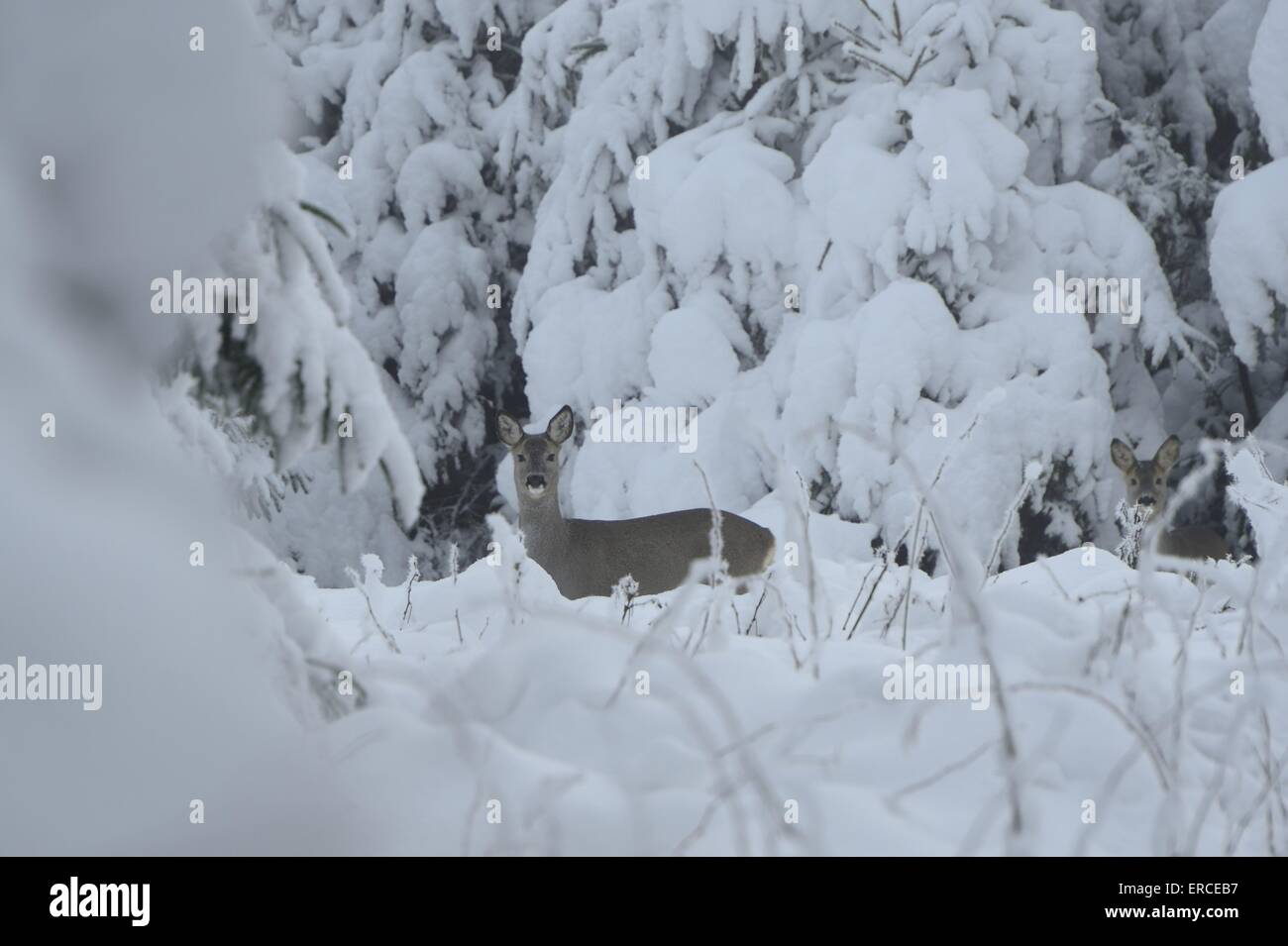 Roe deer standing by tree hi-res stock photography and images - Alamy