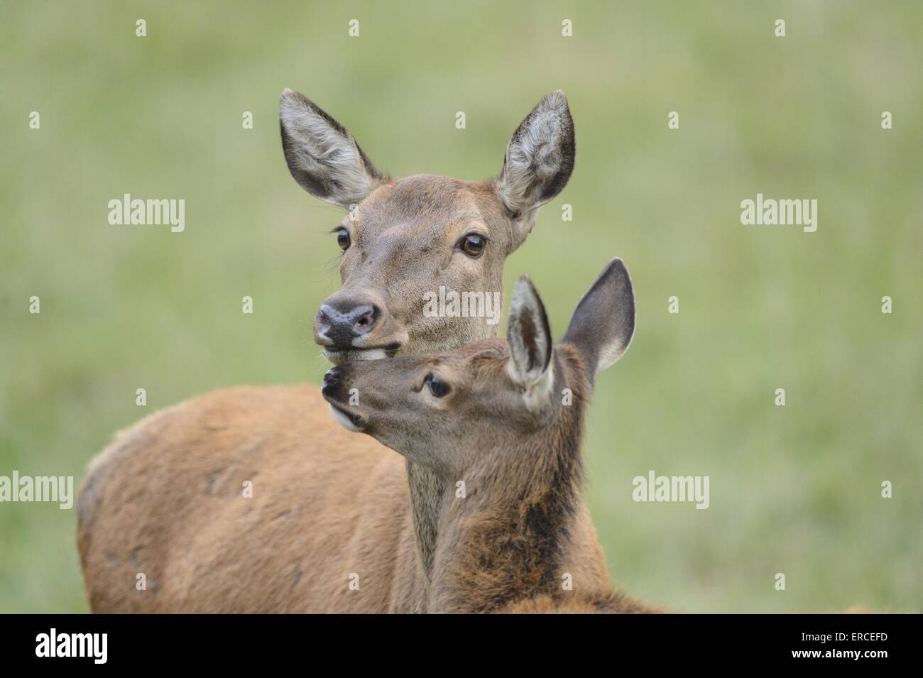 Red deer side view hi-res stock photography and images - Alamy