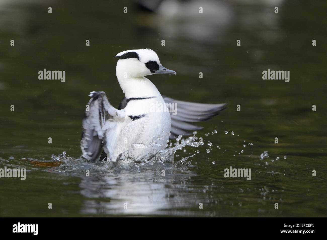 Smew ducks hi-res stock photography and images - Alamy