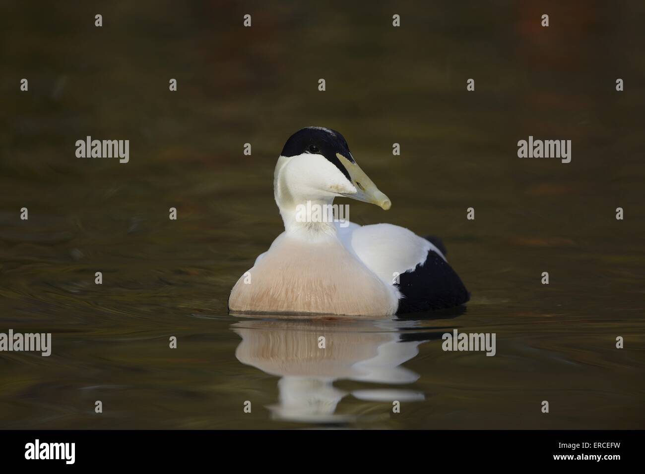 common eider duck Stock Photo - Alamy