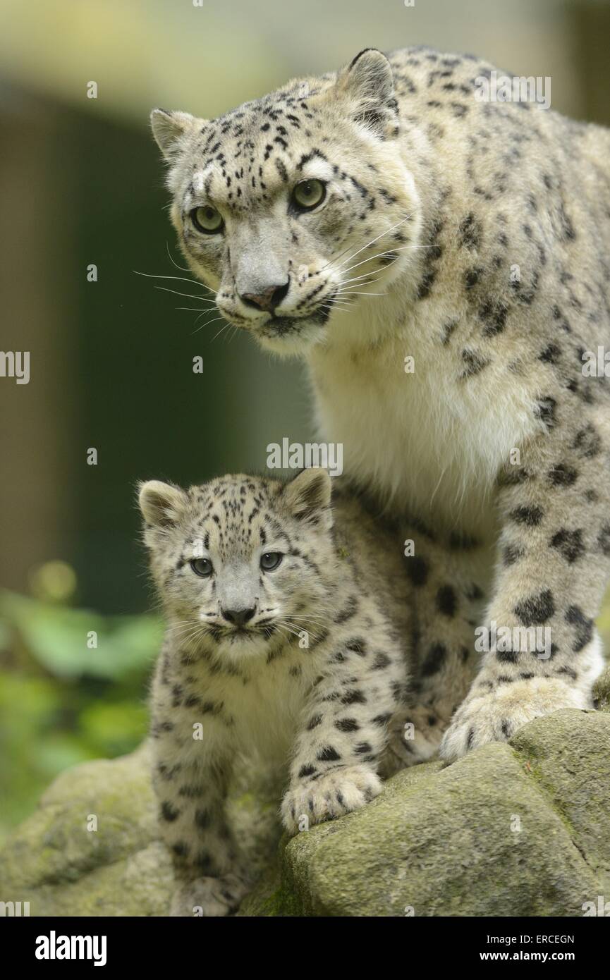 Snow leopards hi-res stock photography and images - Alamy