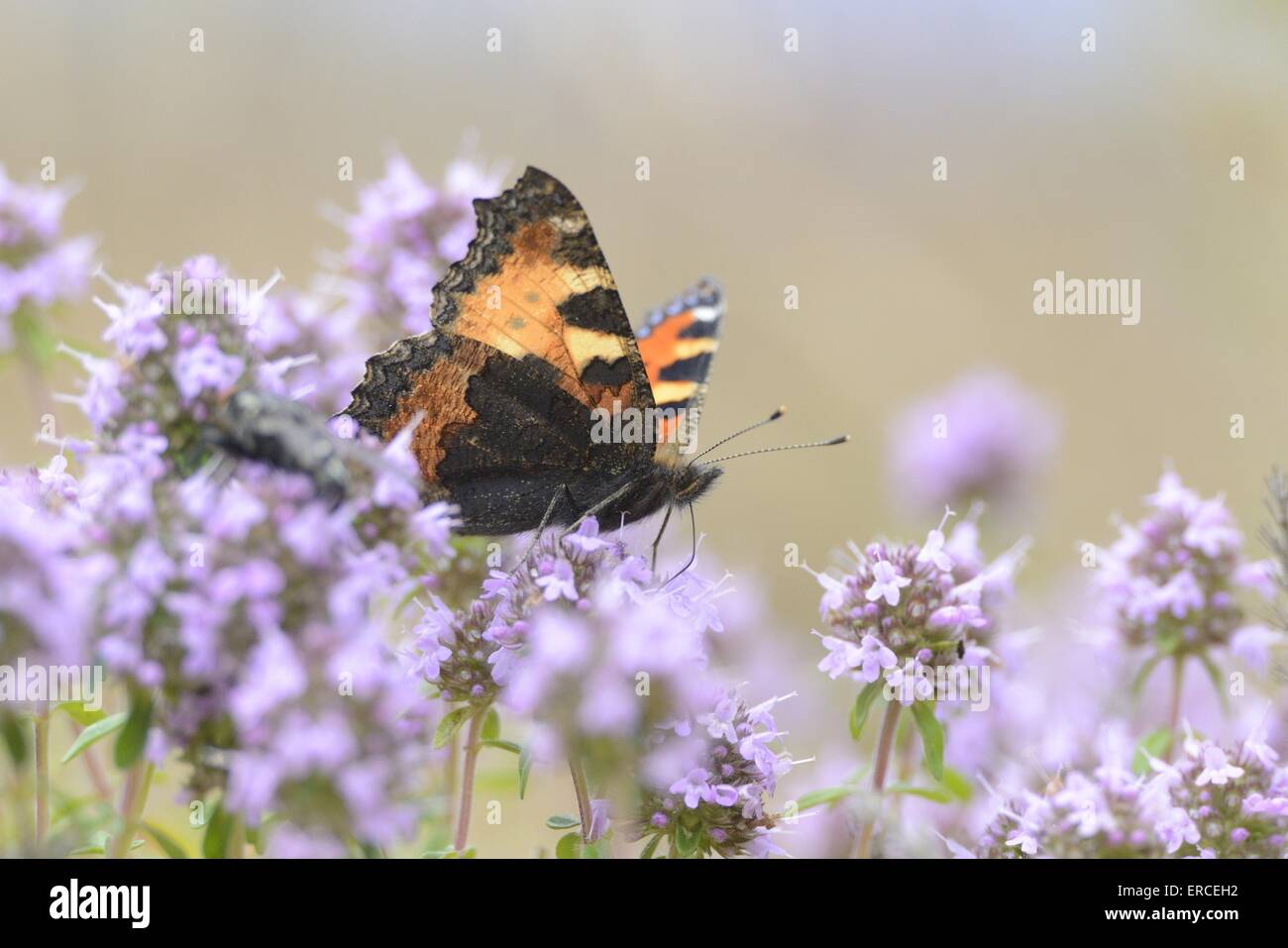 small tortoiseshell butterfly Stock Photo - Alamy