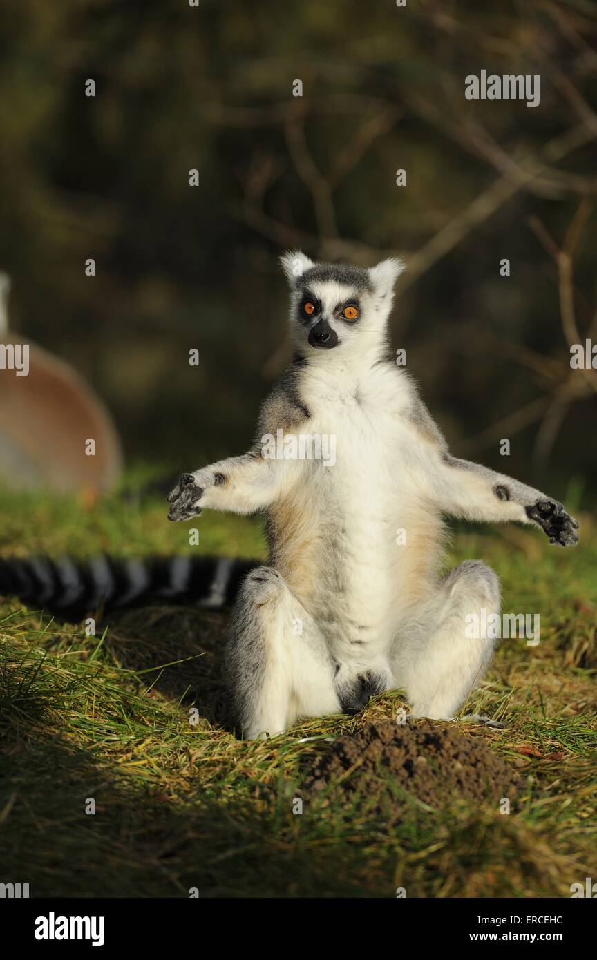 Sunbathing lemur hi-res stock photography and images - Alamy