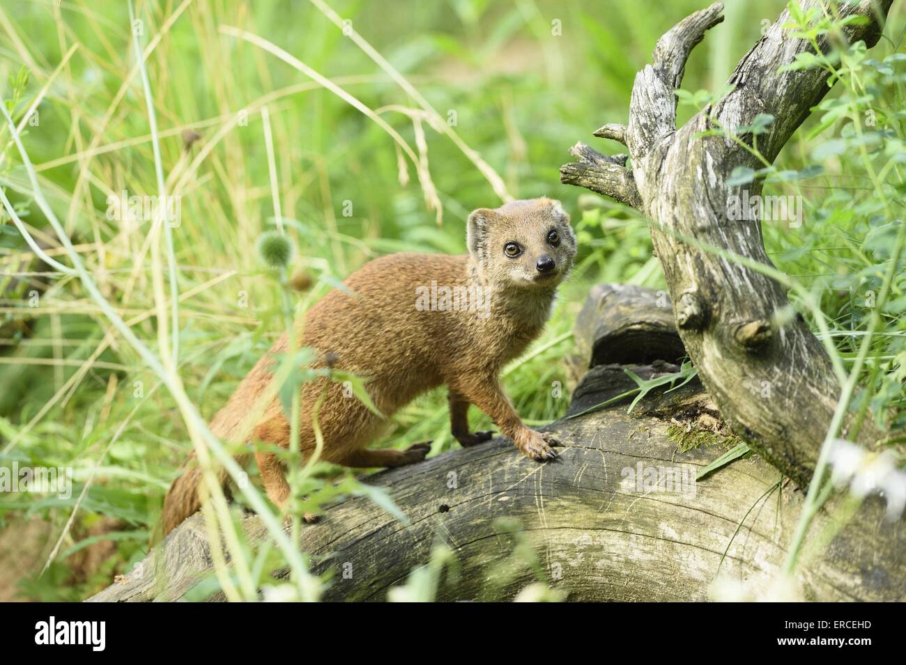Yellow Mongoose High Resolution Stock Photography and Images - Alamy