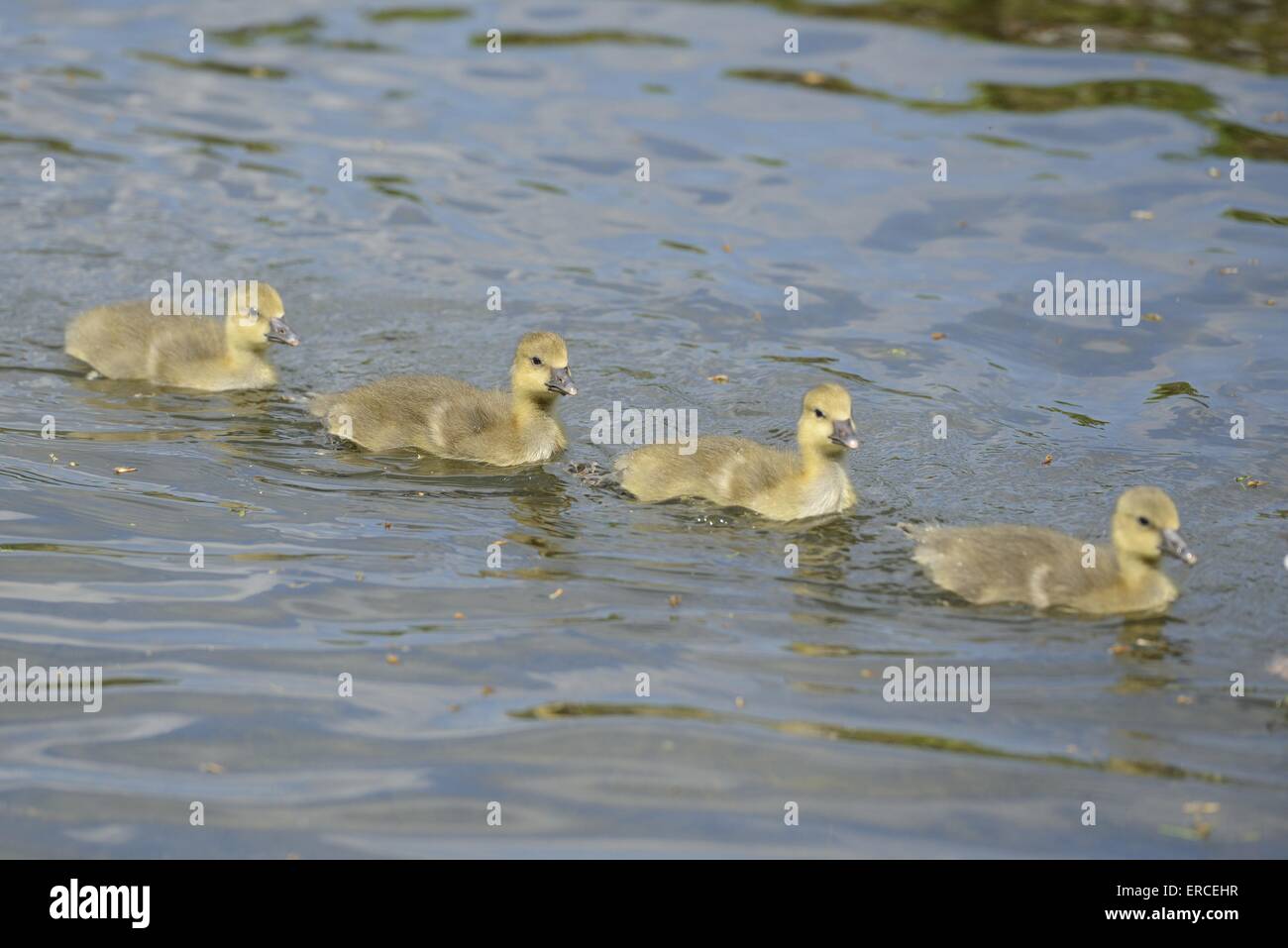 Young geese hi-res stock photography and images - Alamy