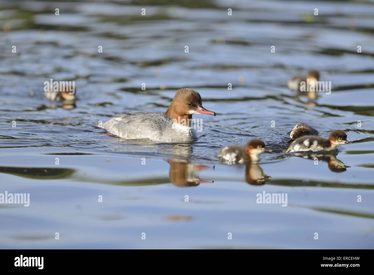 Goosanders hi-res stock photography and images - Alamy