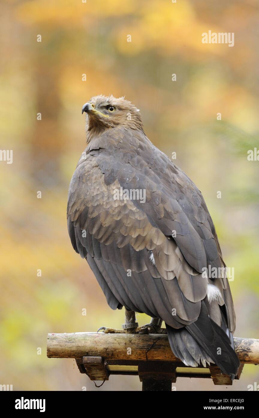 lesser spotted eagle Stock Photo - Alamy