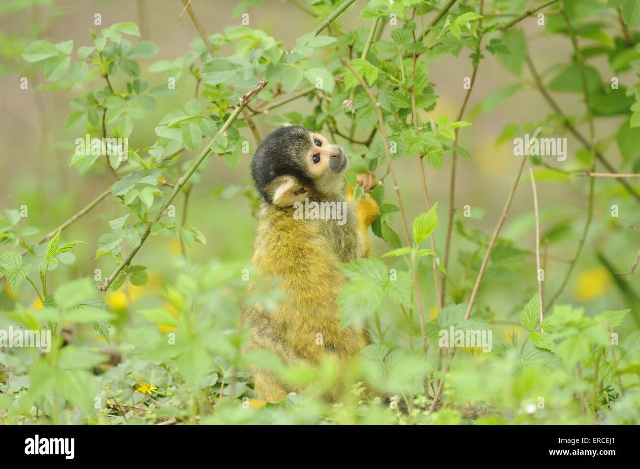 Monkey rear hi-res stock photography and images - Alamy