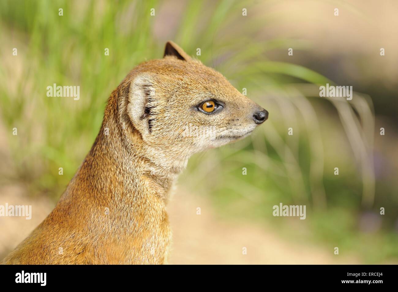 Side view of mongoose hi-res stock photography and images - Alamy