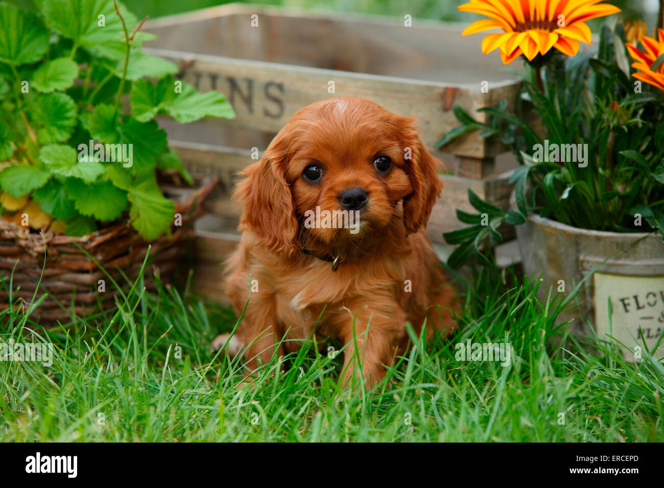 Cavalier King Charles Spaniel, puppy, ruby, 6 weeks|Cavalier King ...