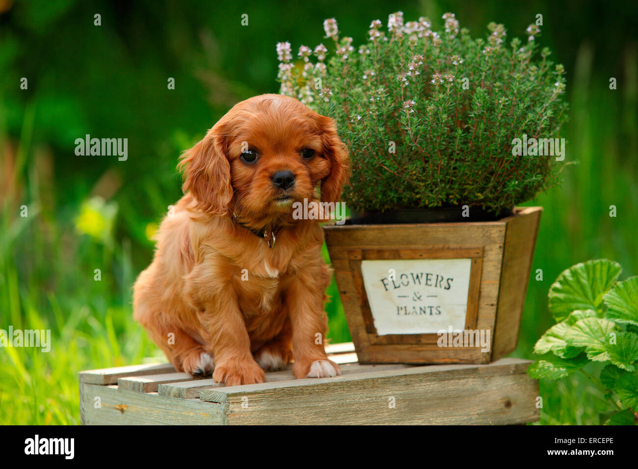 Cavalier King Charles Spaniel, puppy, ruby, 6 weeks|Cavalier King ...