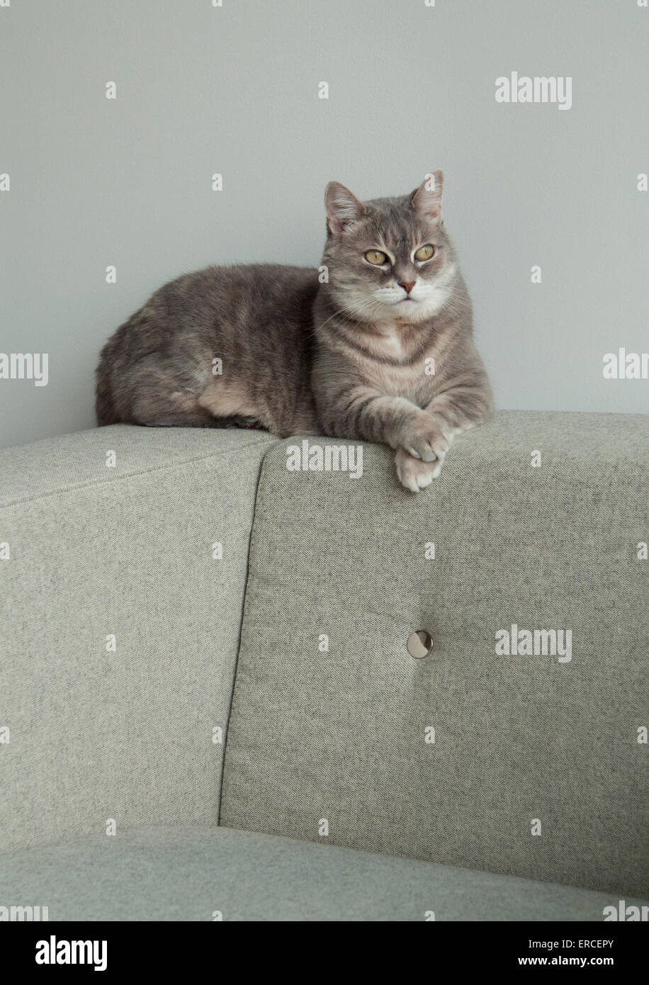 cat sitting on the back of a chair looking off to the side with front ...