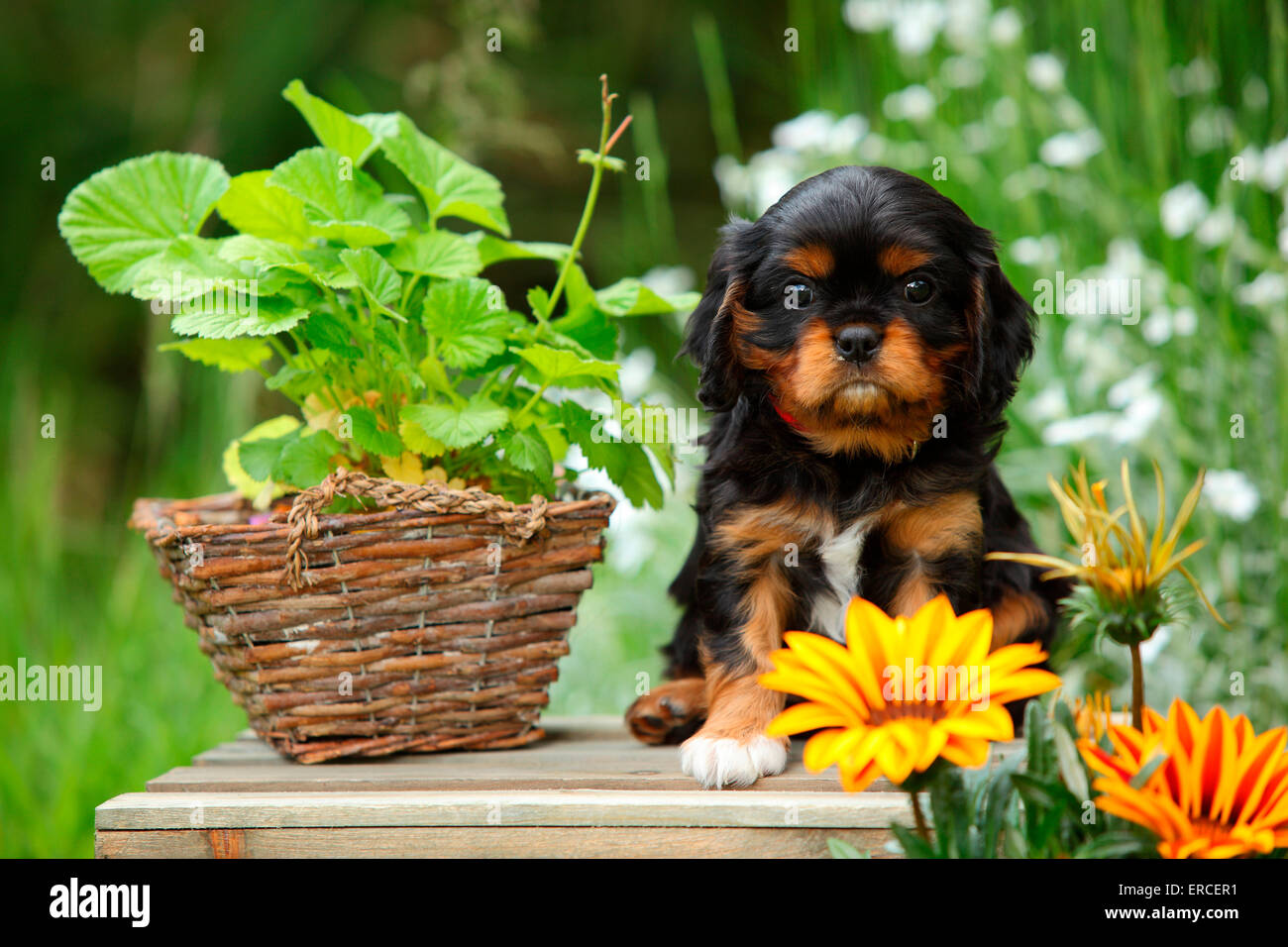 Cavalier King Charles Spaniel, puppy, black-and-tan, 6 weeks|Cavalier ...