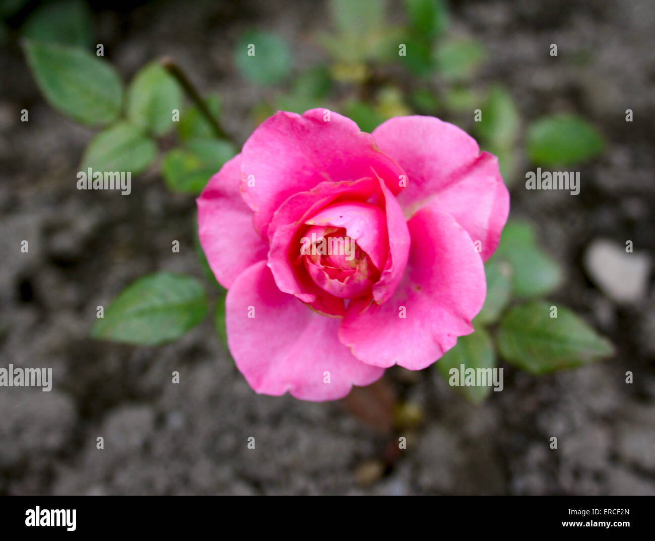 Beautiful, romantic rose flower - Rosaceae Stock Photo - Alamy