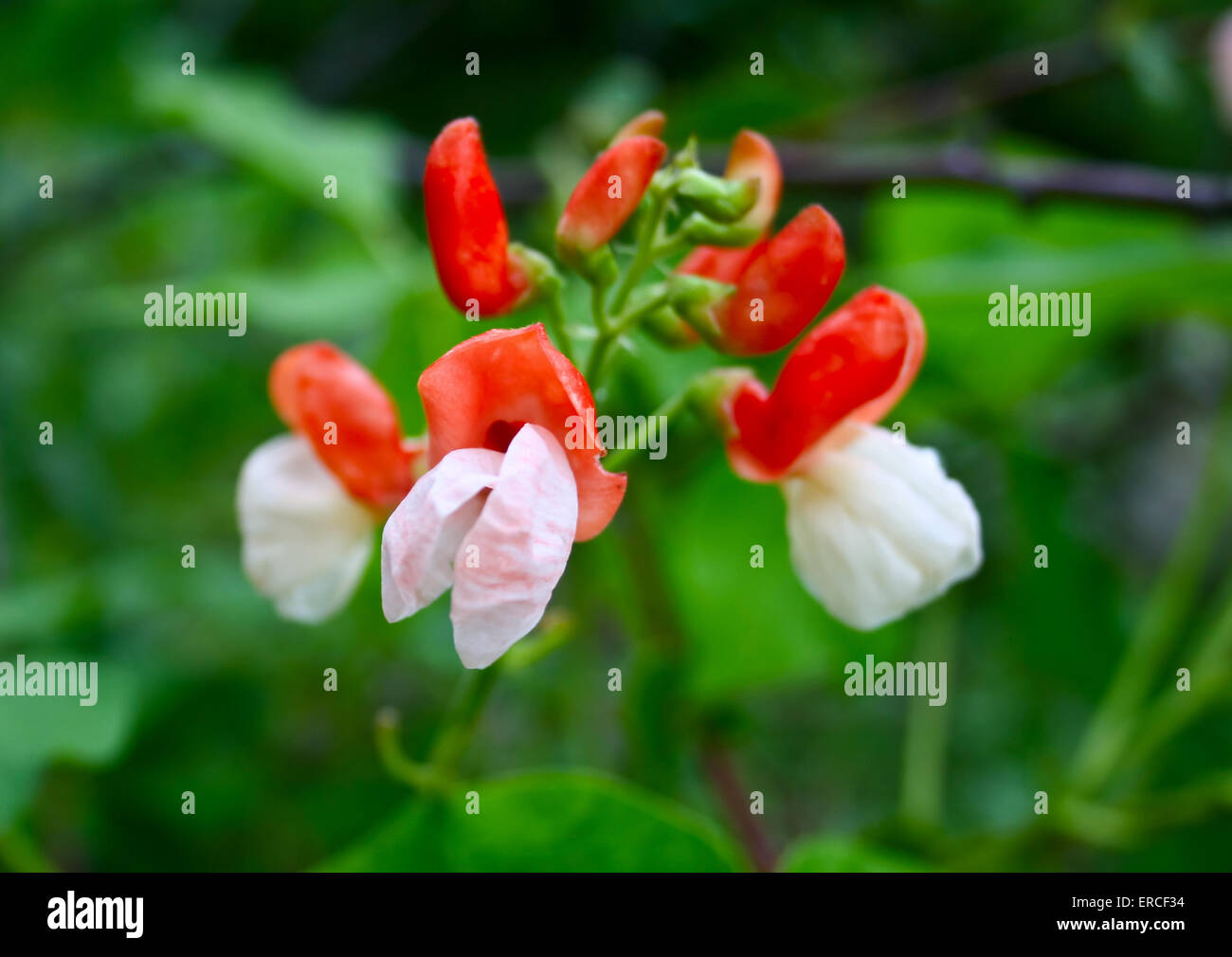 Flower vegetable culture bean - Phaseolus Stock Photo - Alamy