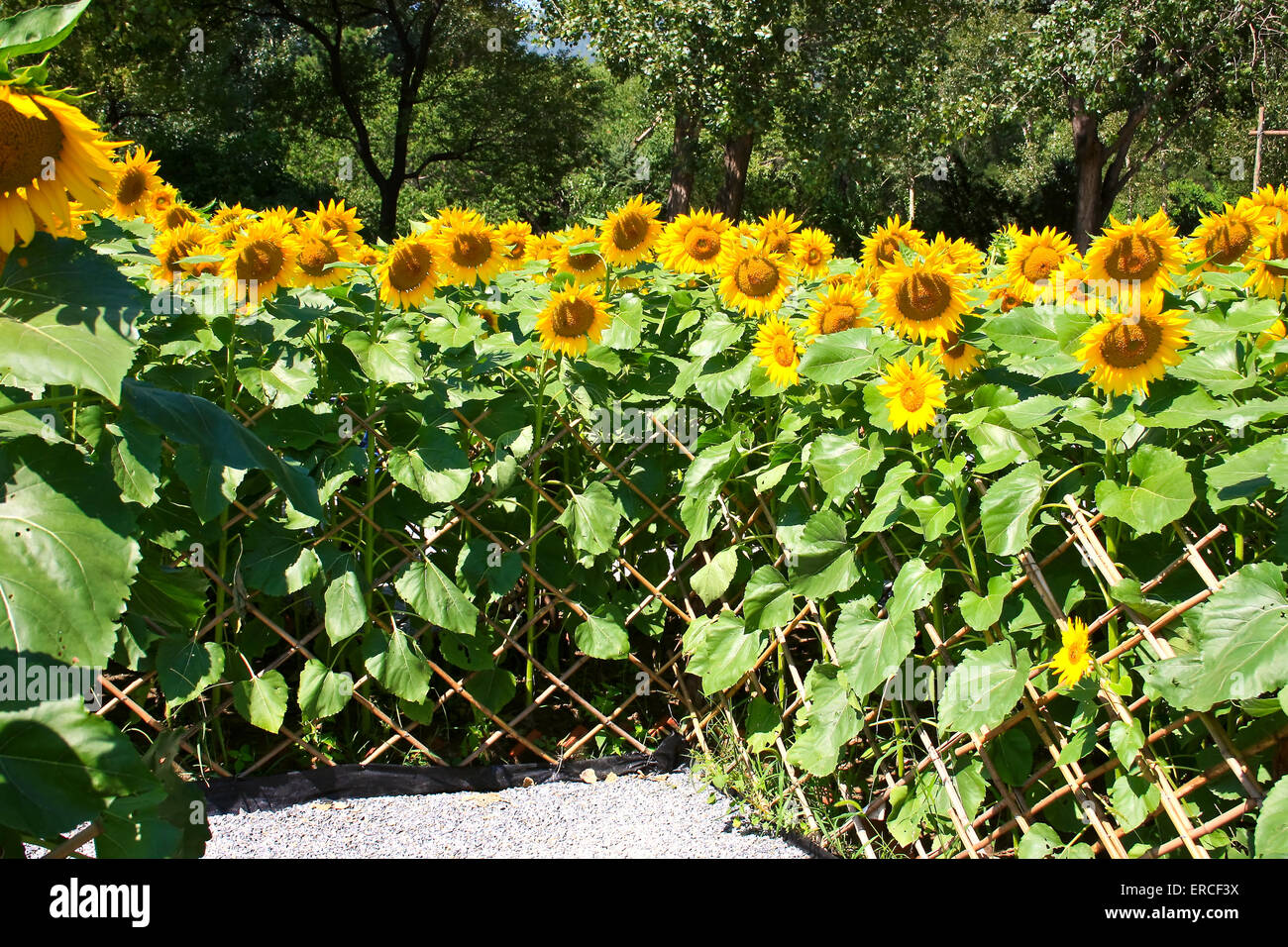 Plant family Asteraceae sunflower oil - Flower of the Sun, Helianthus ...