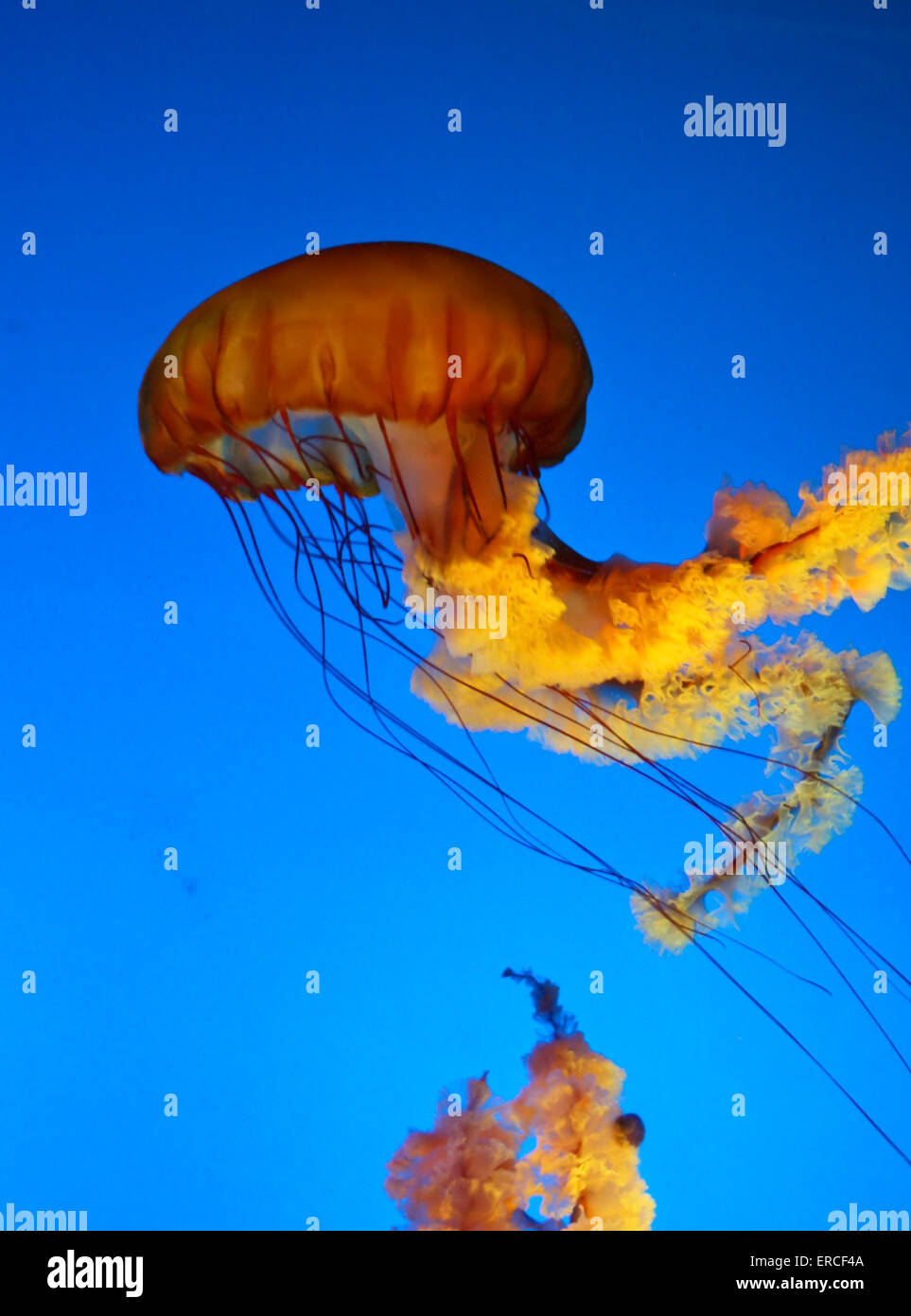 Scyphozoa hi-res stock photography and images - Alamy