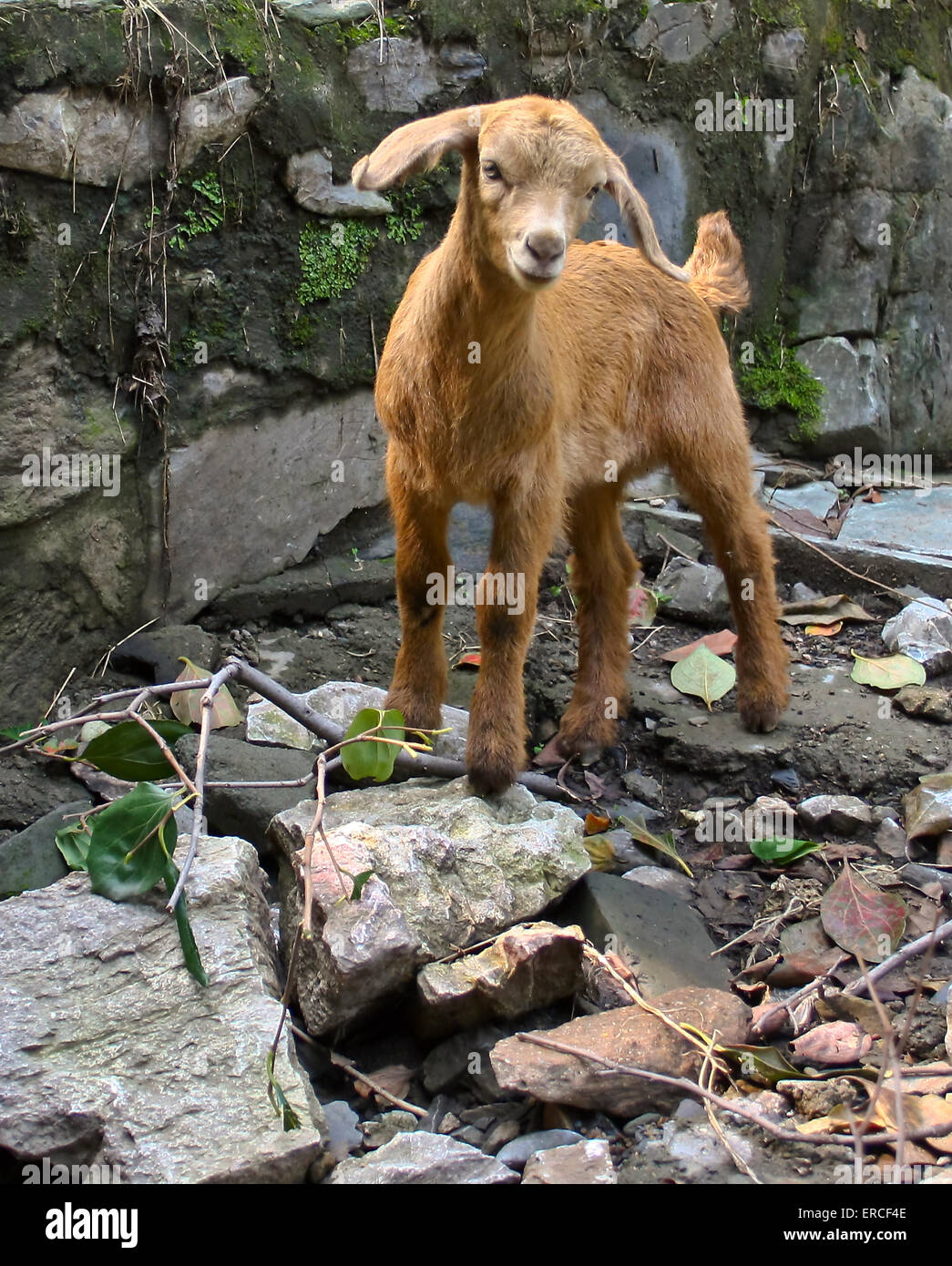 Funny baby Angora goat - Capra aegagrus Stock Photo - Alamy