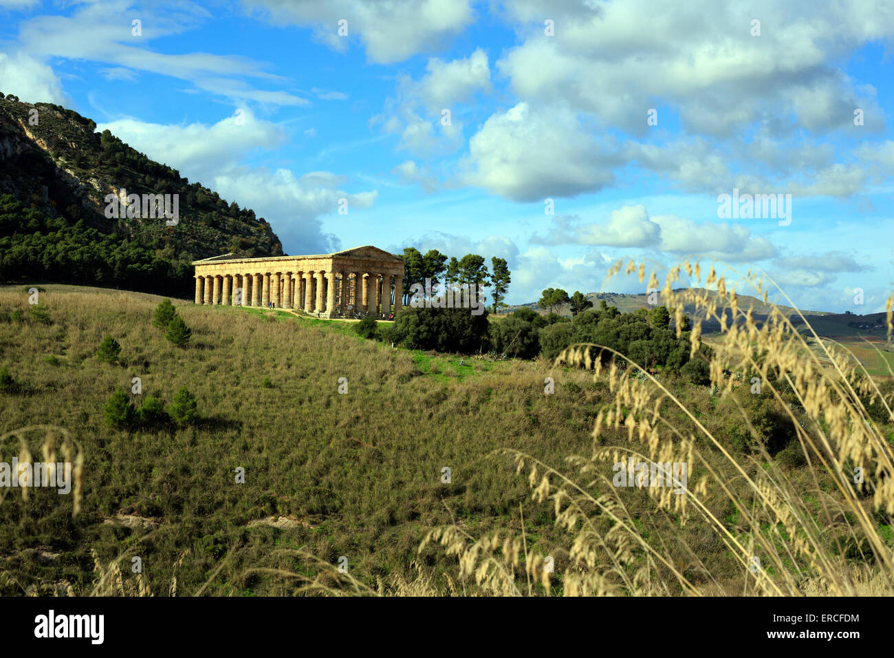 Segesta flower hi-res stock photography and images - Alamy