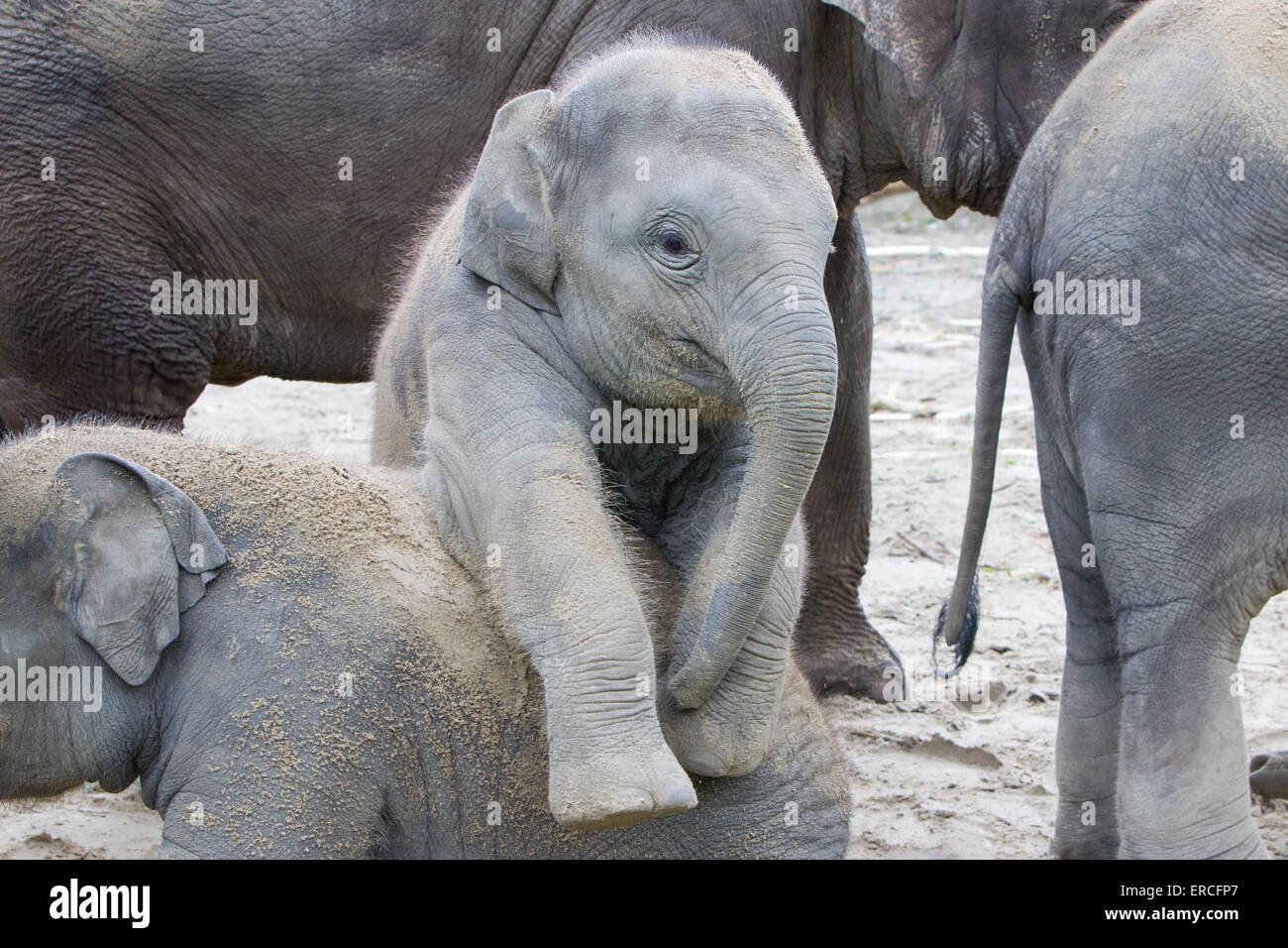 Two baby elephants playing in the sand Stock Photo - Alamy