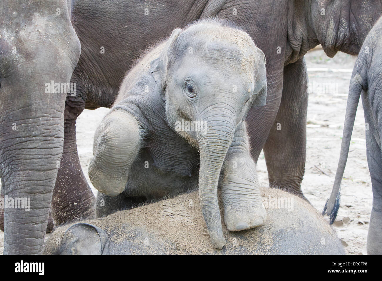 Two baby elephants playing in the sand Stock Photo - Alamy