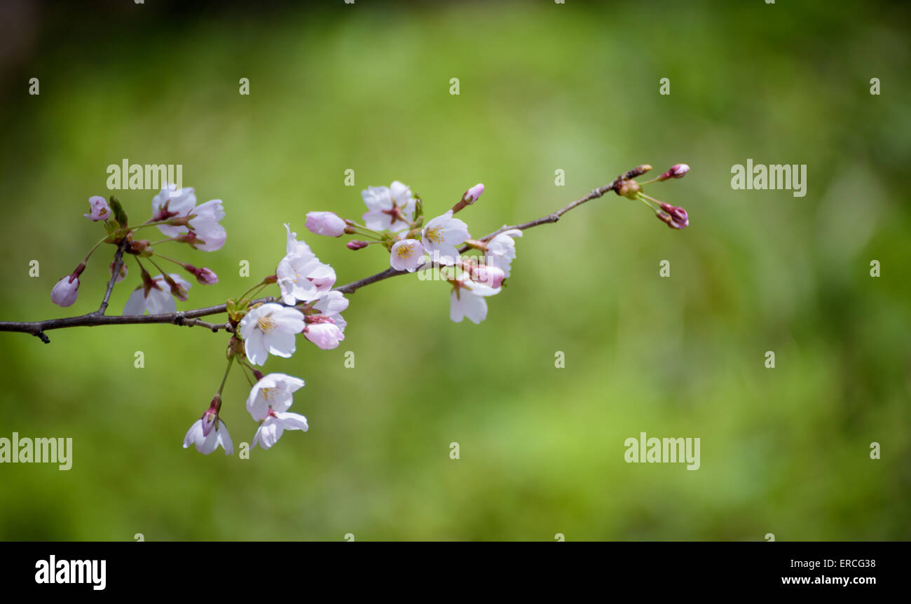 Spring Cherry blossoms soft focus Stock Photo - Alamy