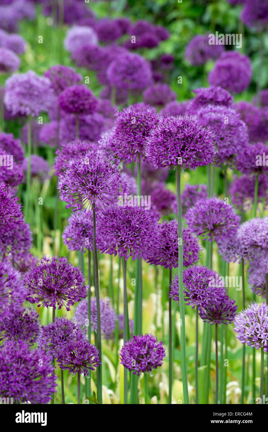 Allium purple sensation flowers in an English garden Stock Photo - Alamy