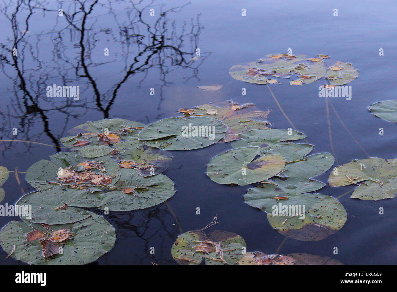 Calm plants hi-res stock photography and images - Alamy