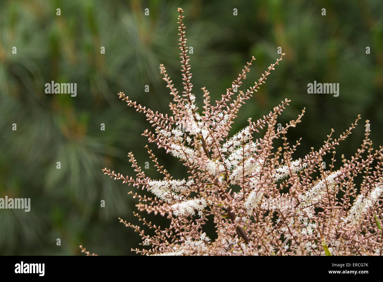 Cabbage Tree Cordyline Australis High Resolution Stock Photography and ...
