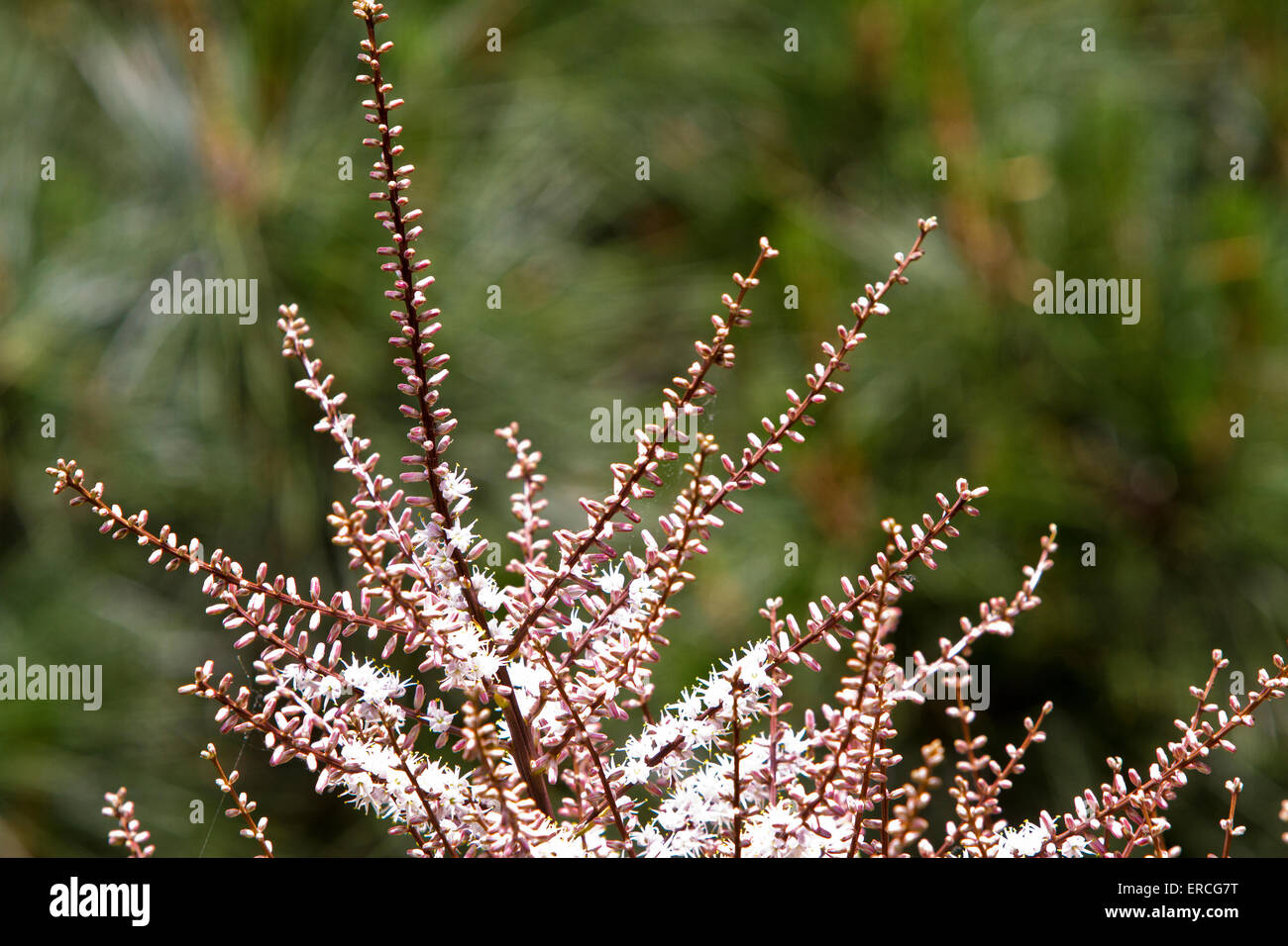 Cabbage Tree Cordyline Australis High Resolution Stock Photography and ...