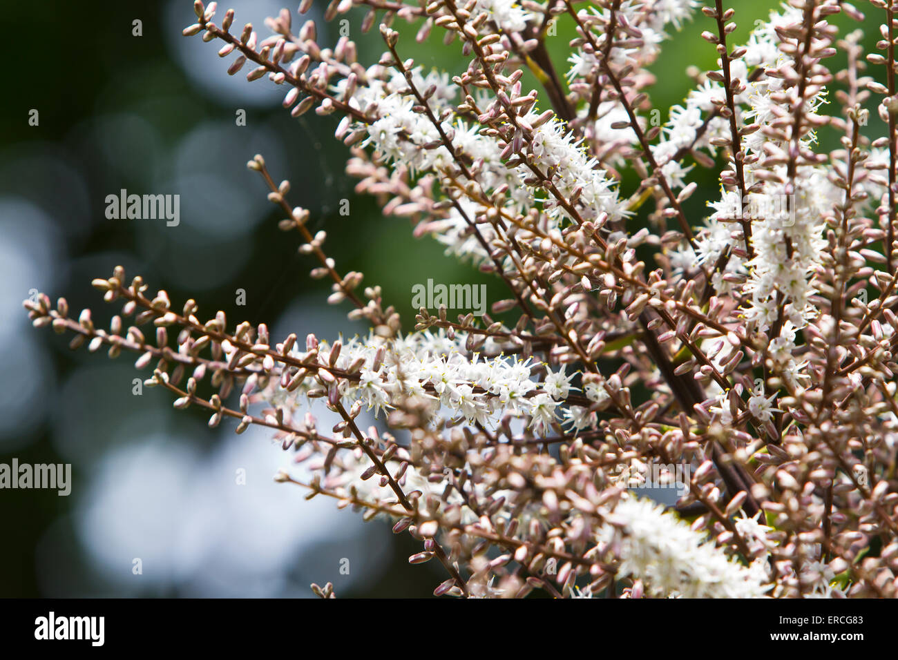 Cabbage tree cordyline australis hi-res stock photography and images ...