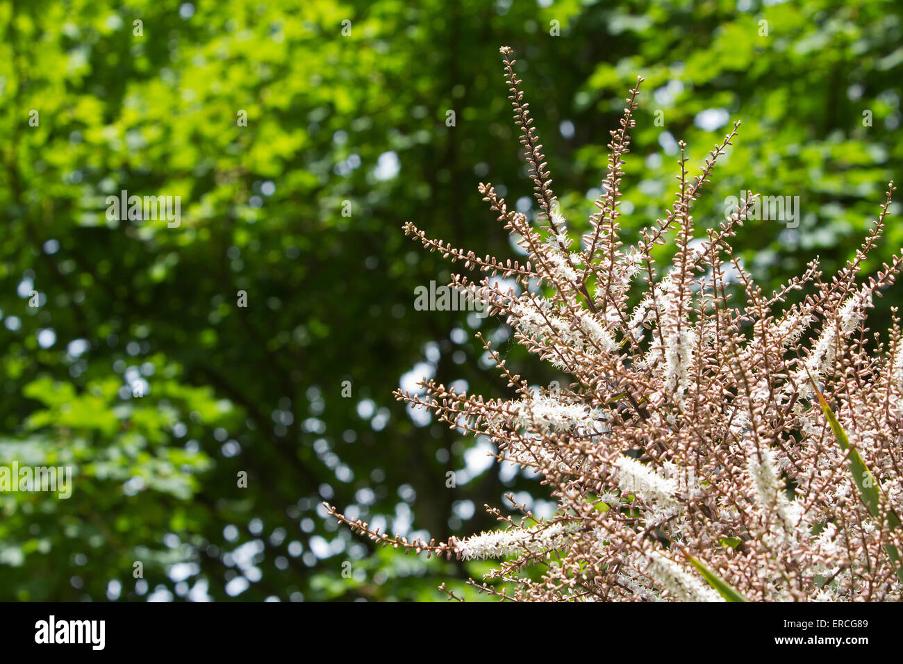 Cabbage tree cordyline australis hi-res stock photography and images ...