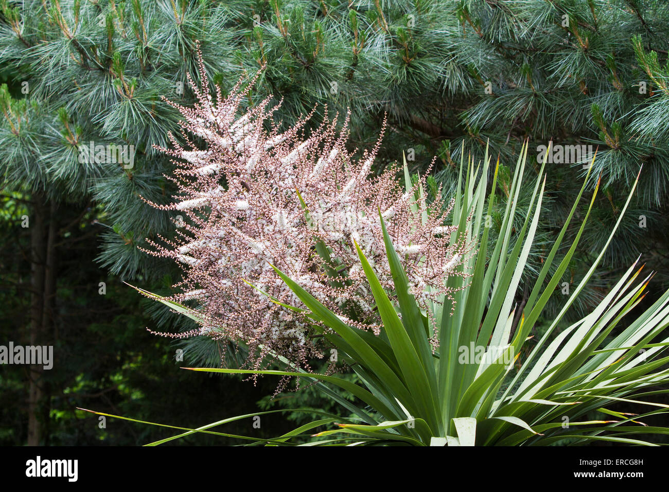 Cabbage tree cordyline australis hi-res stock photography and images ...