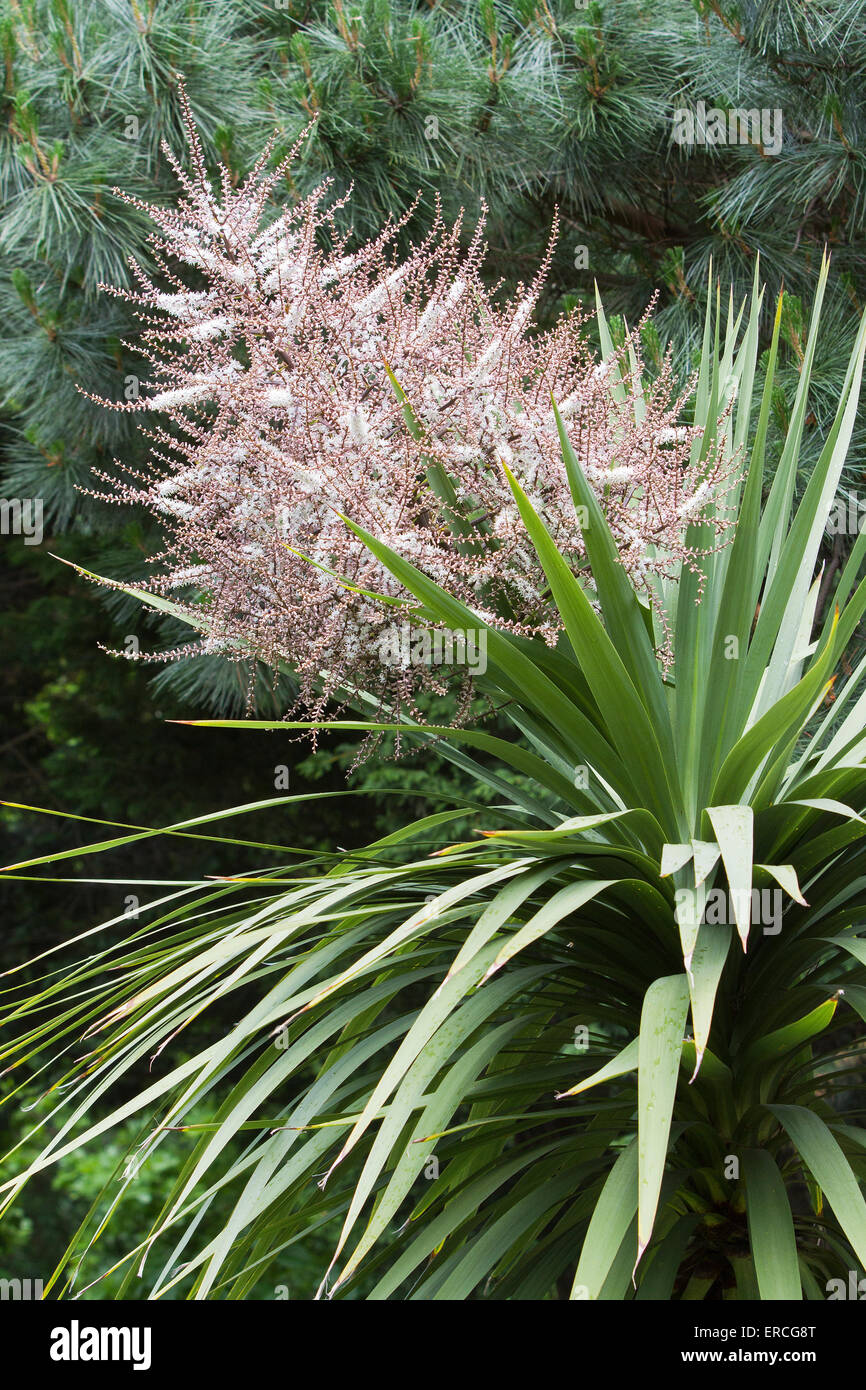 Cabbage tree cordyline australis hi-res stock photography and images ...
